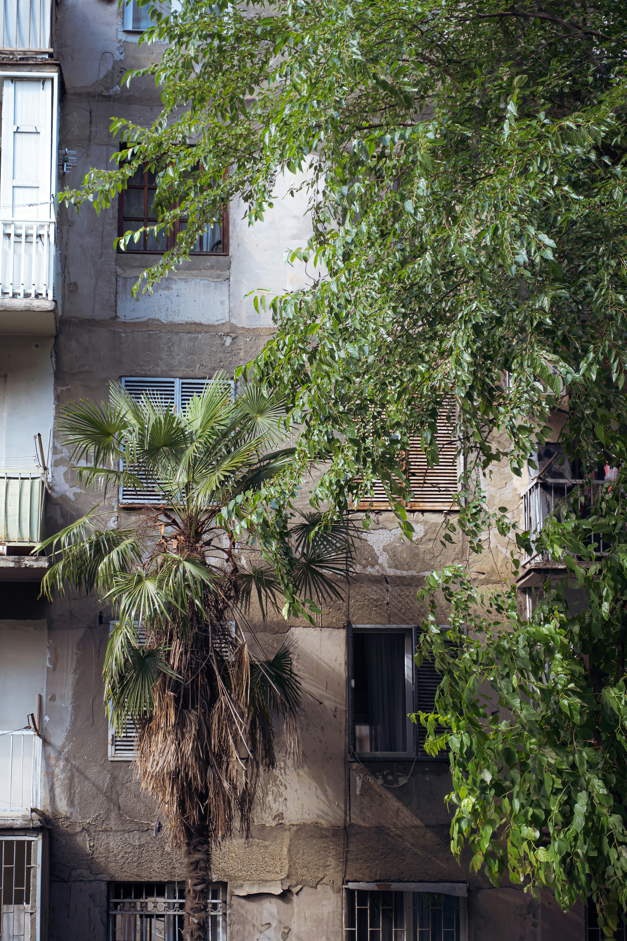 Overgrown Facade: A Quiet Urban Jungle by the Palm