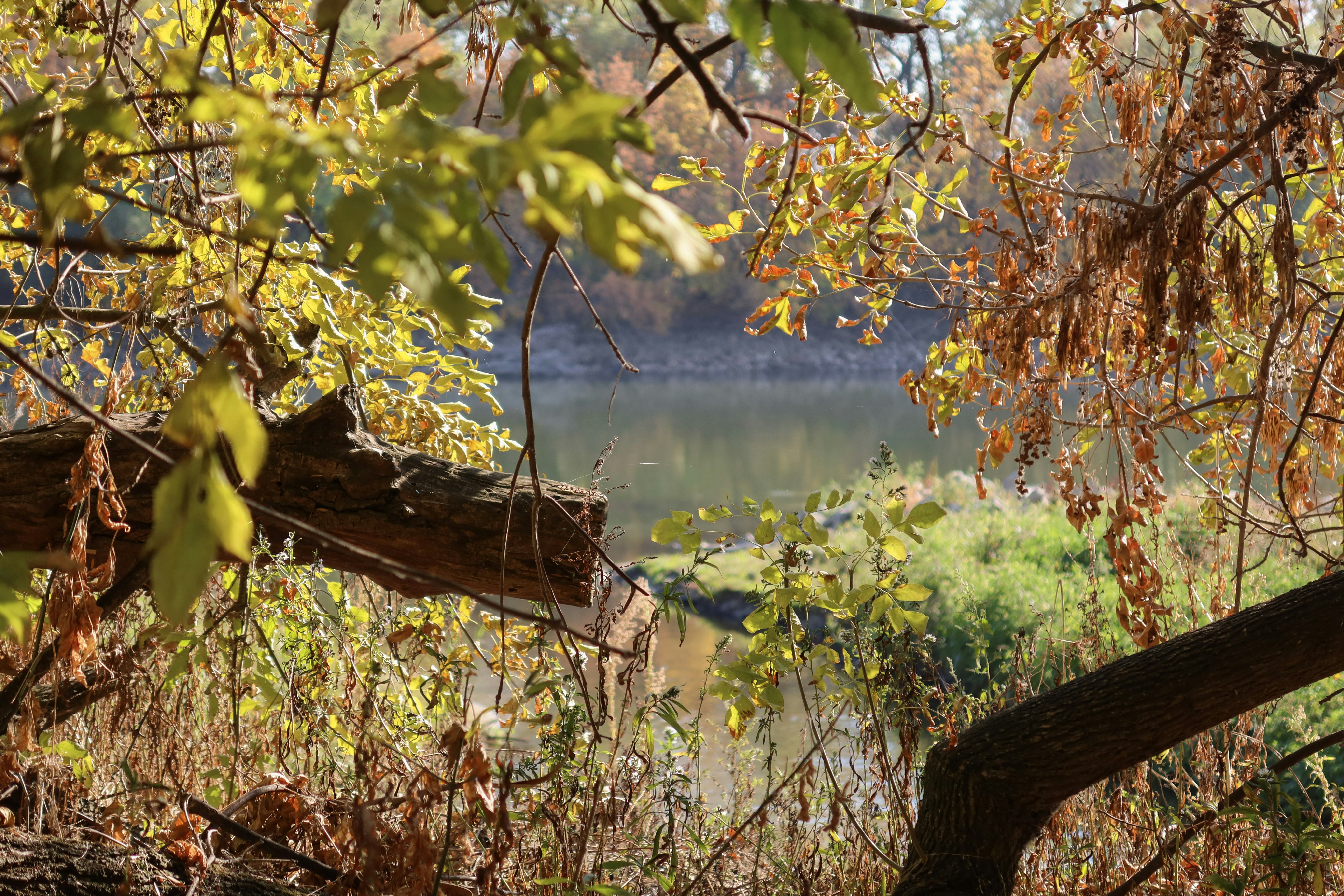 Sunlit Foliage Framing a Quiet Lakeside