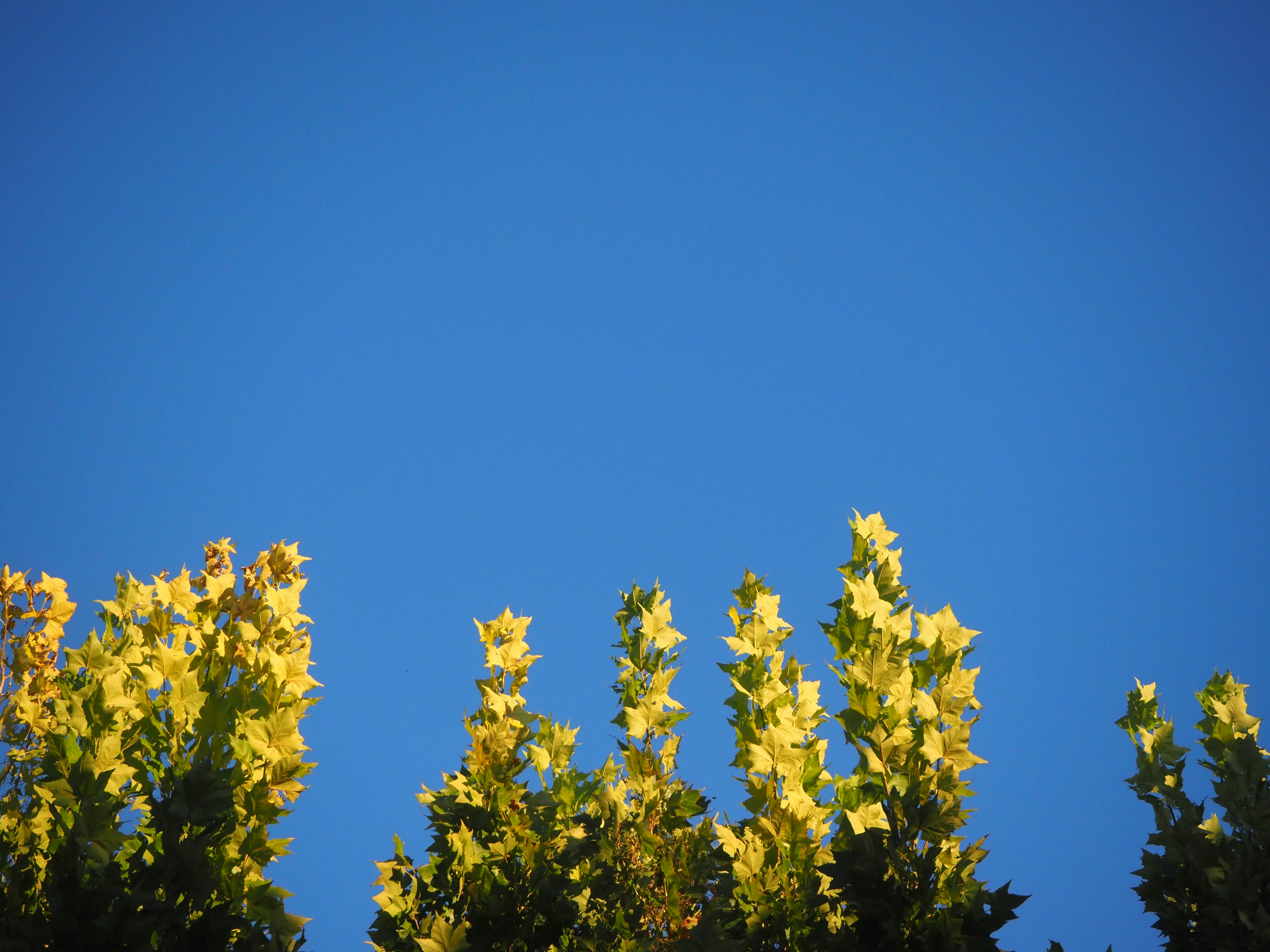 Tall yellow-green foliage rises against a vivid blue sky, forming a simple botanical portrait with a strong color contrast and a calm horizon.
