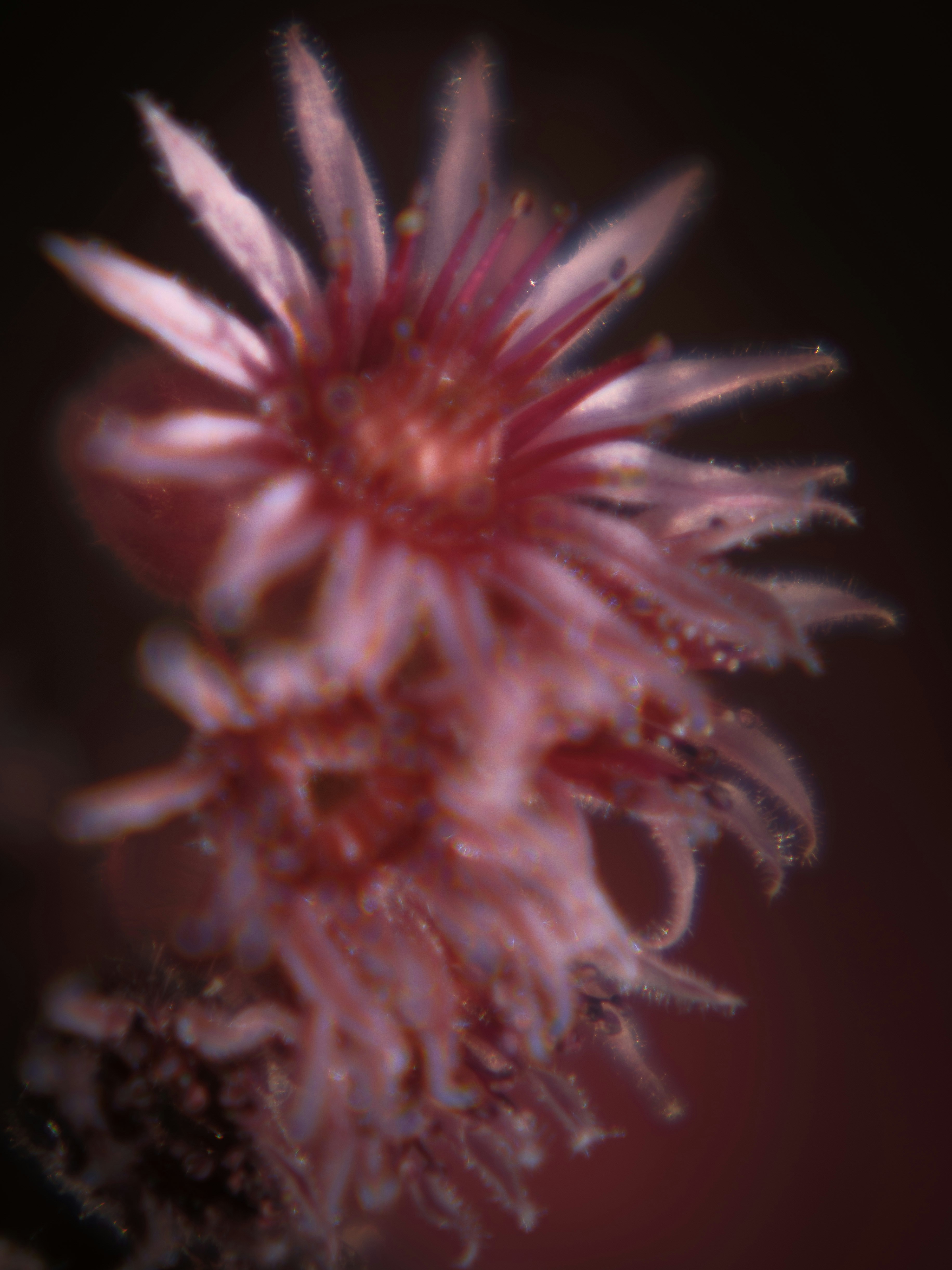 Macro Bloom: Soft-Focus Petals in a Velvet Darkness