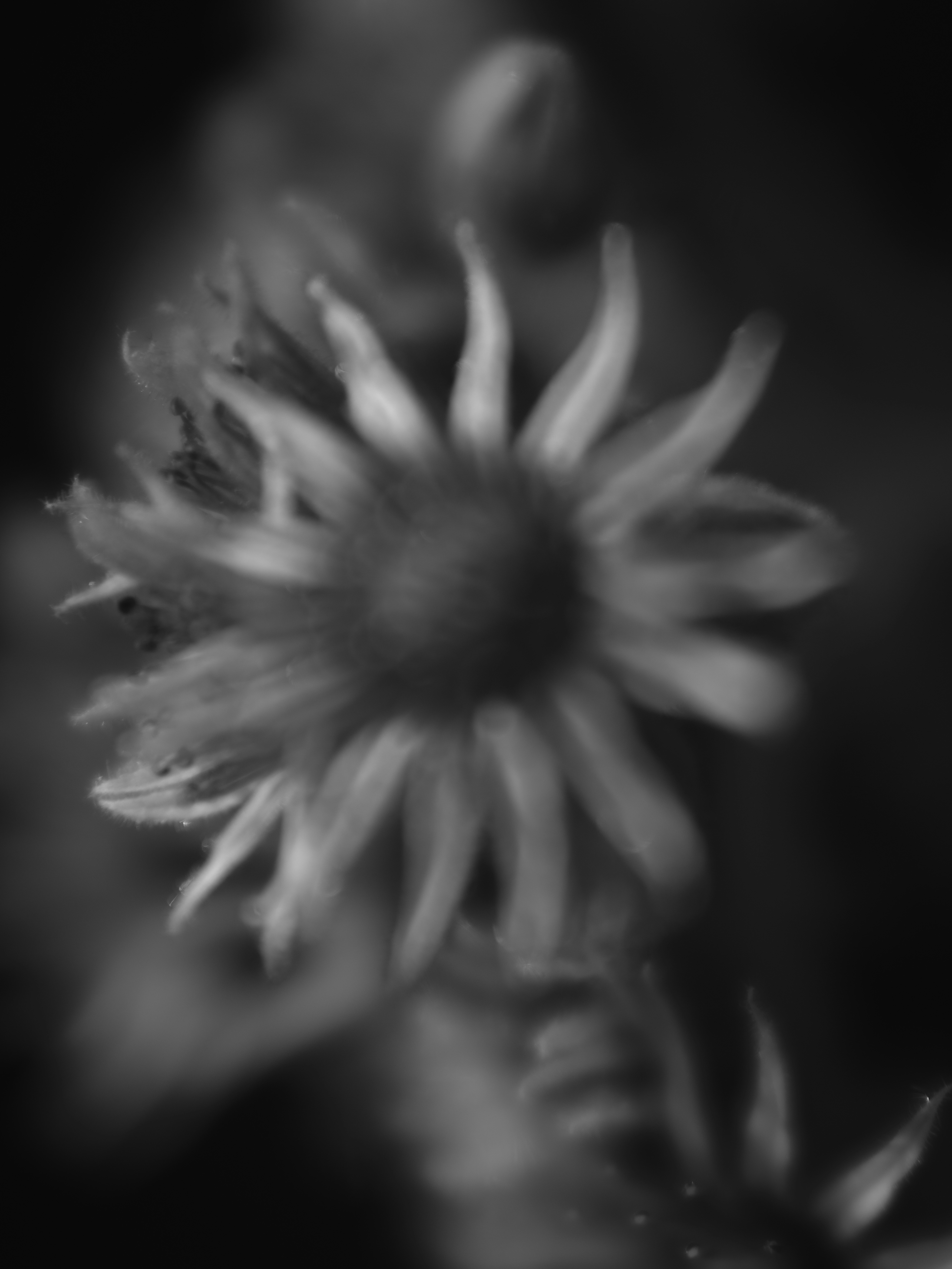 Soft Bloom: A Blurred Monochrome Flower in Quiet Focus