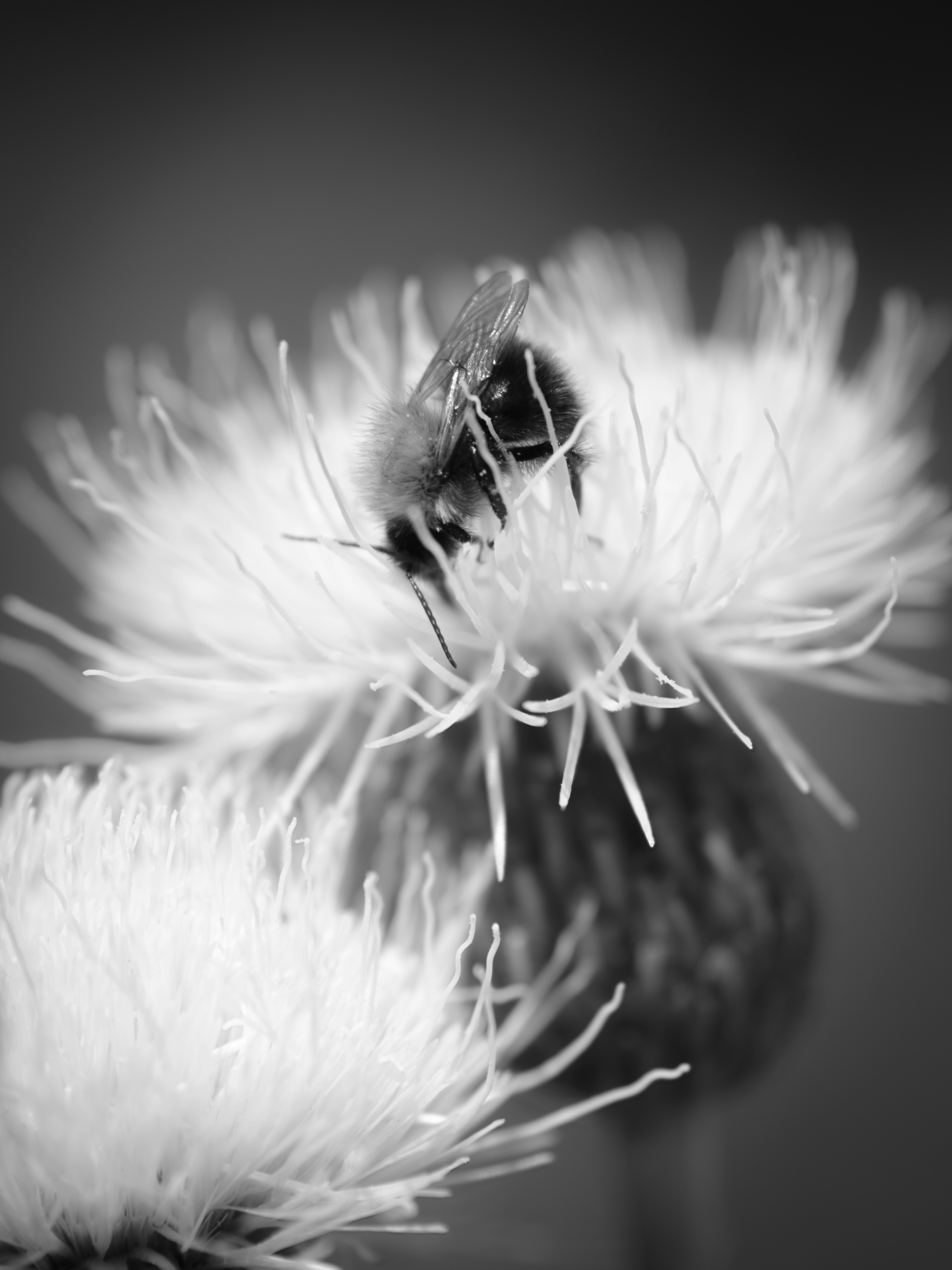 Bee in the White Crown: a close-up of pollinator life on a thistle bloom