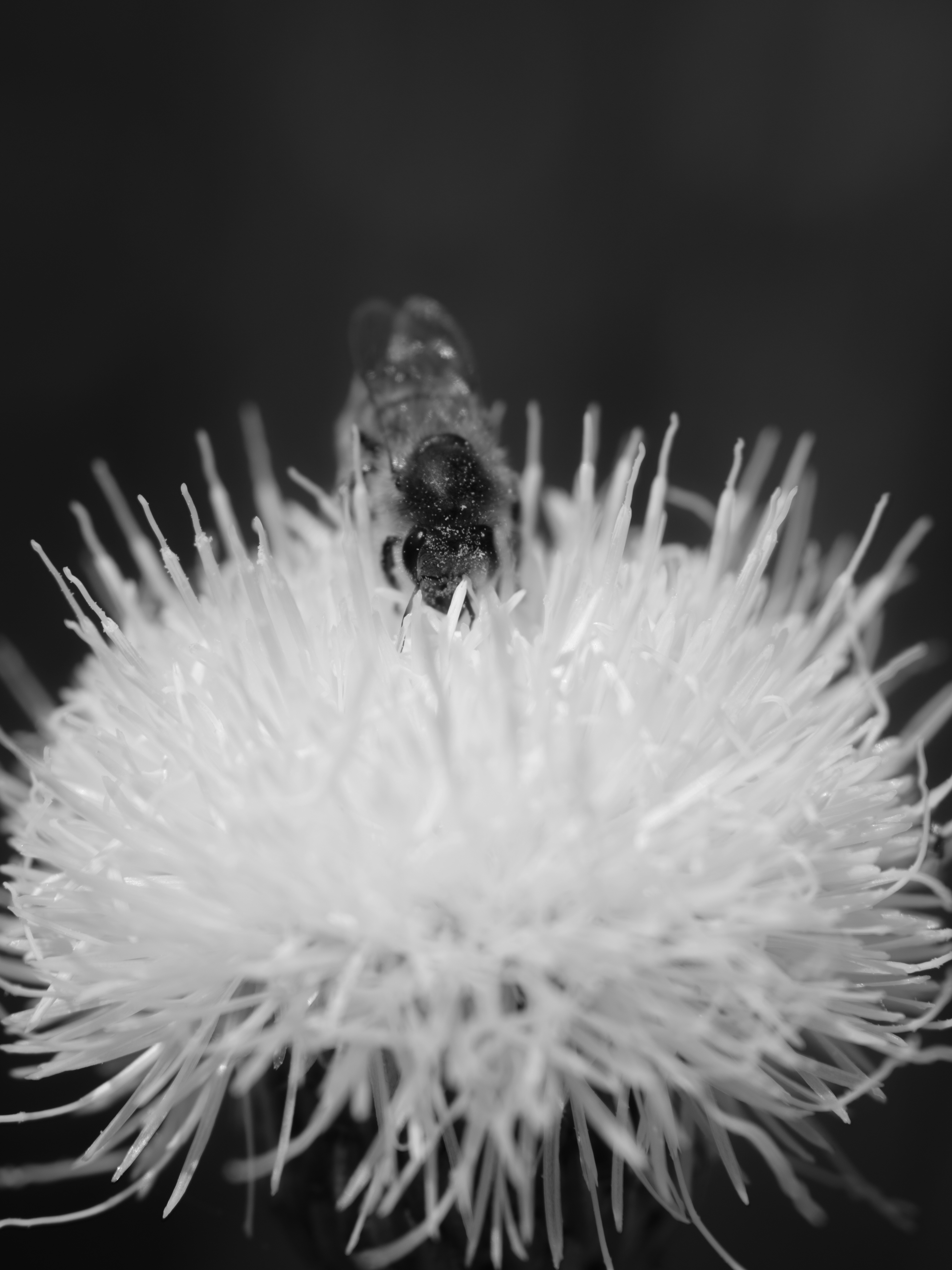Dandelion Bloom under a Bee's Quiet Ascent