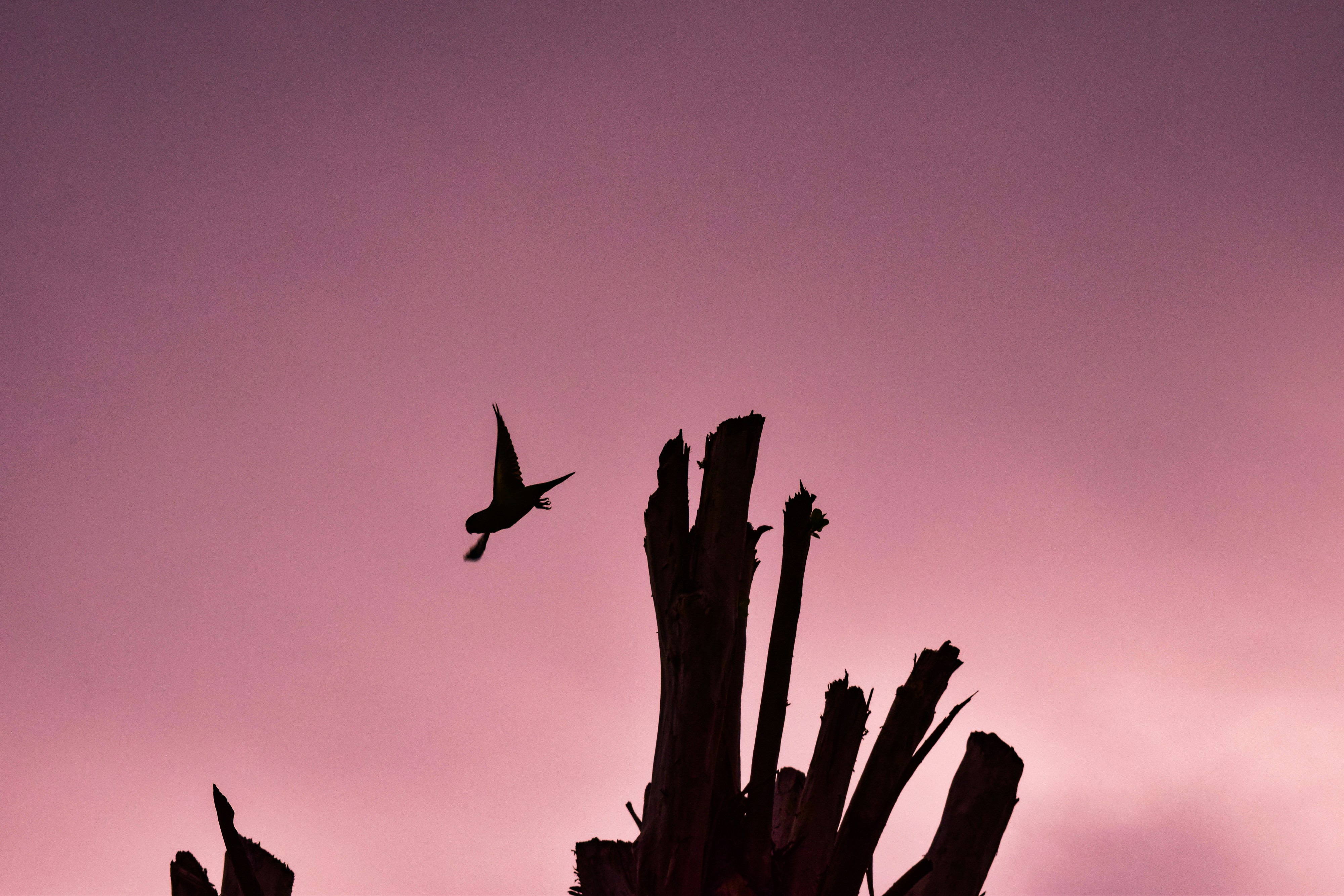 Silhouette of Weathered Driftwood Against a Blush Sky