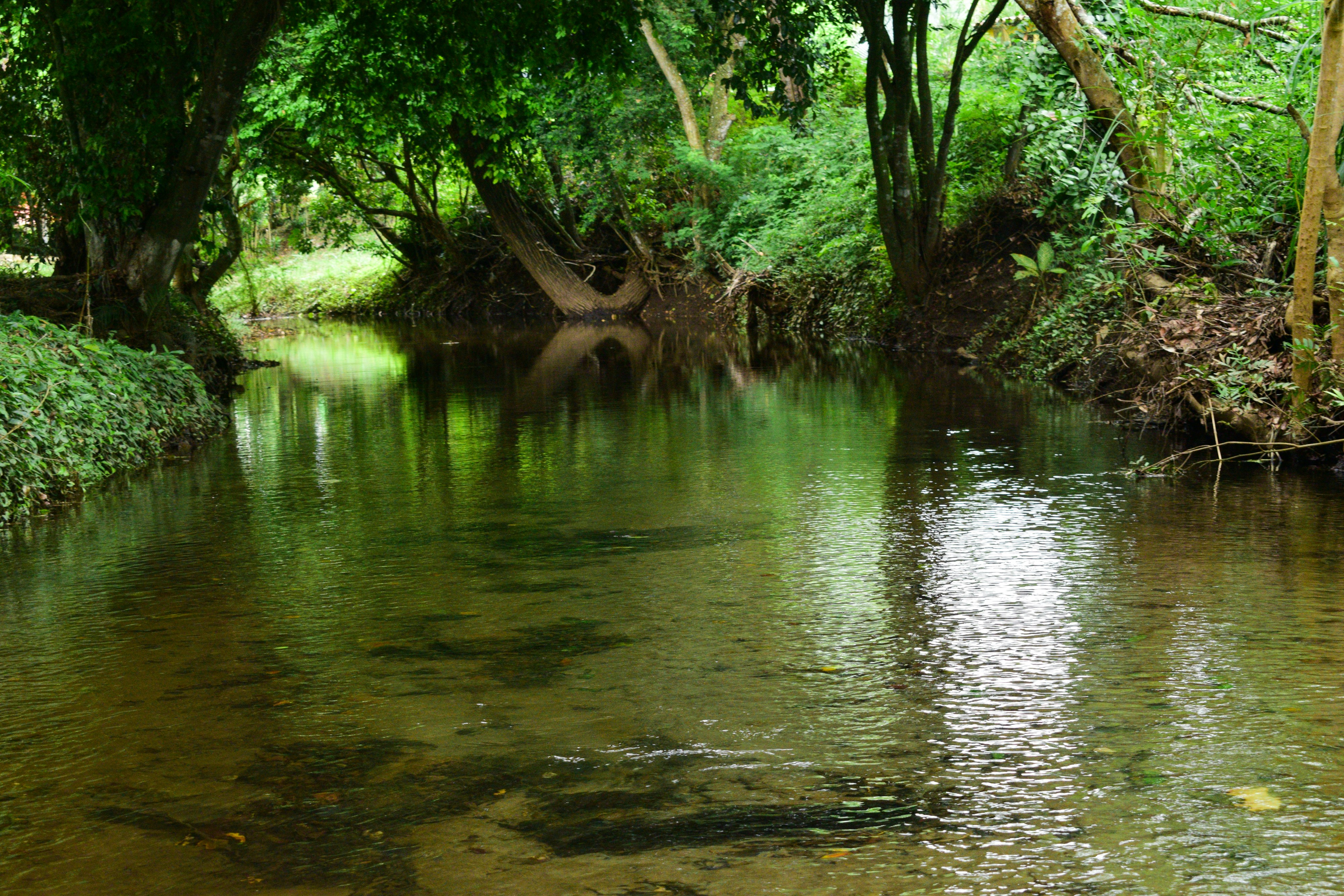 Forest River Reflections: Sunlit Green Corridor Over a Quiet Stream