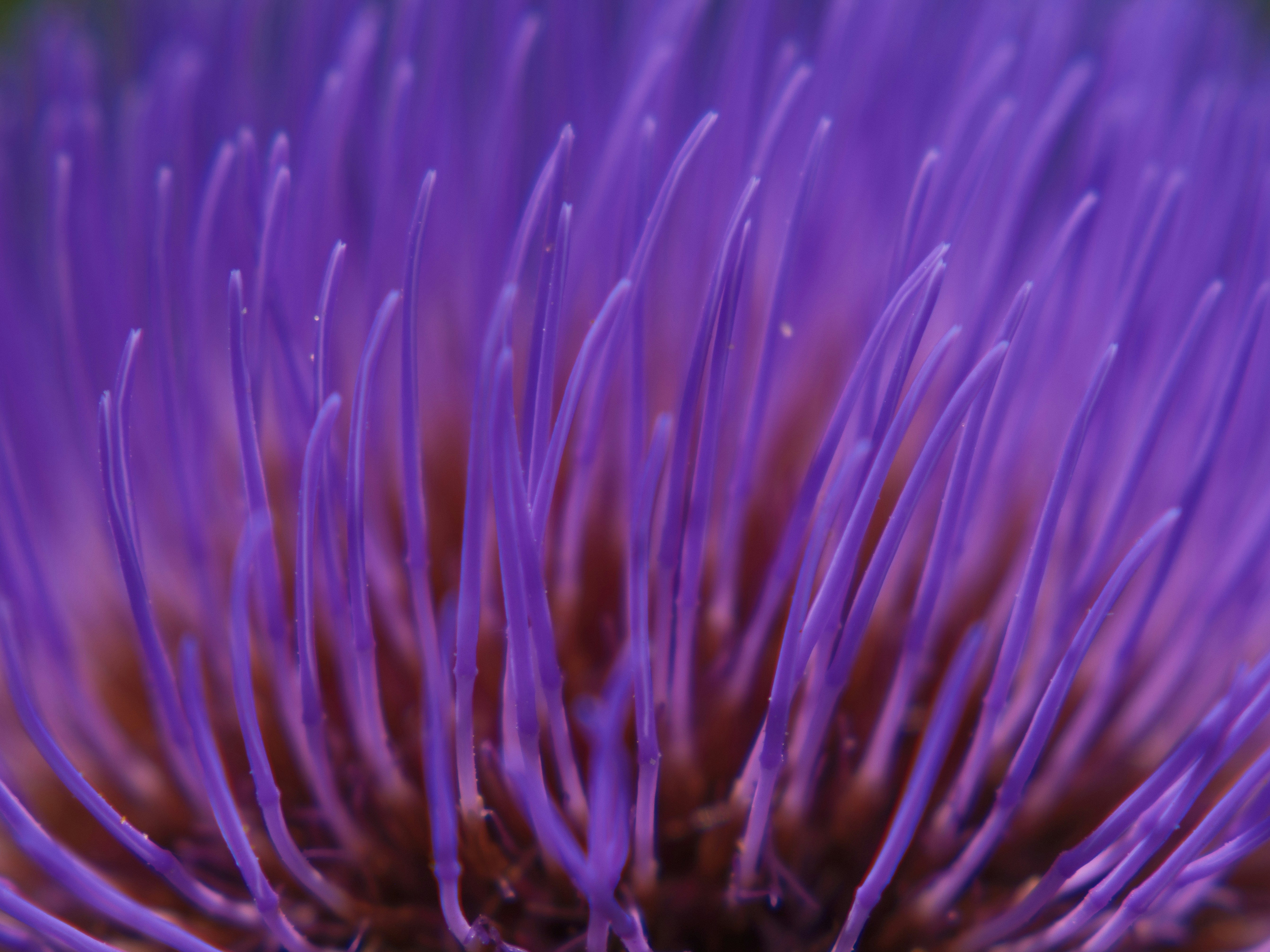 Macro view of vibrant purple flower petals radiating from a dark center
