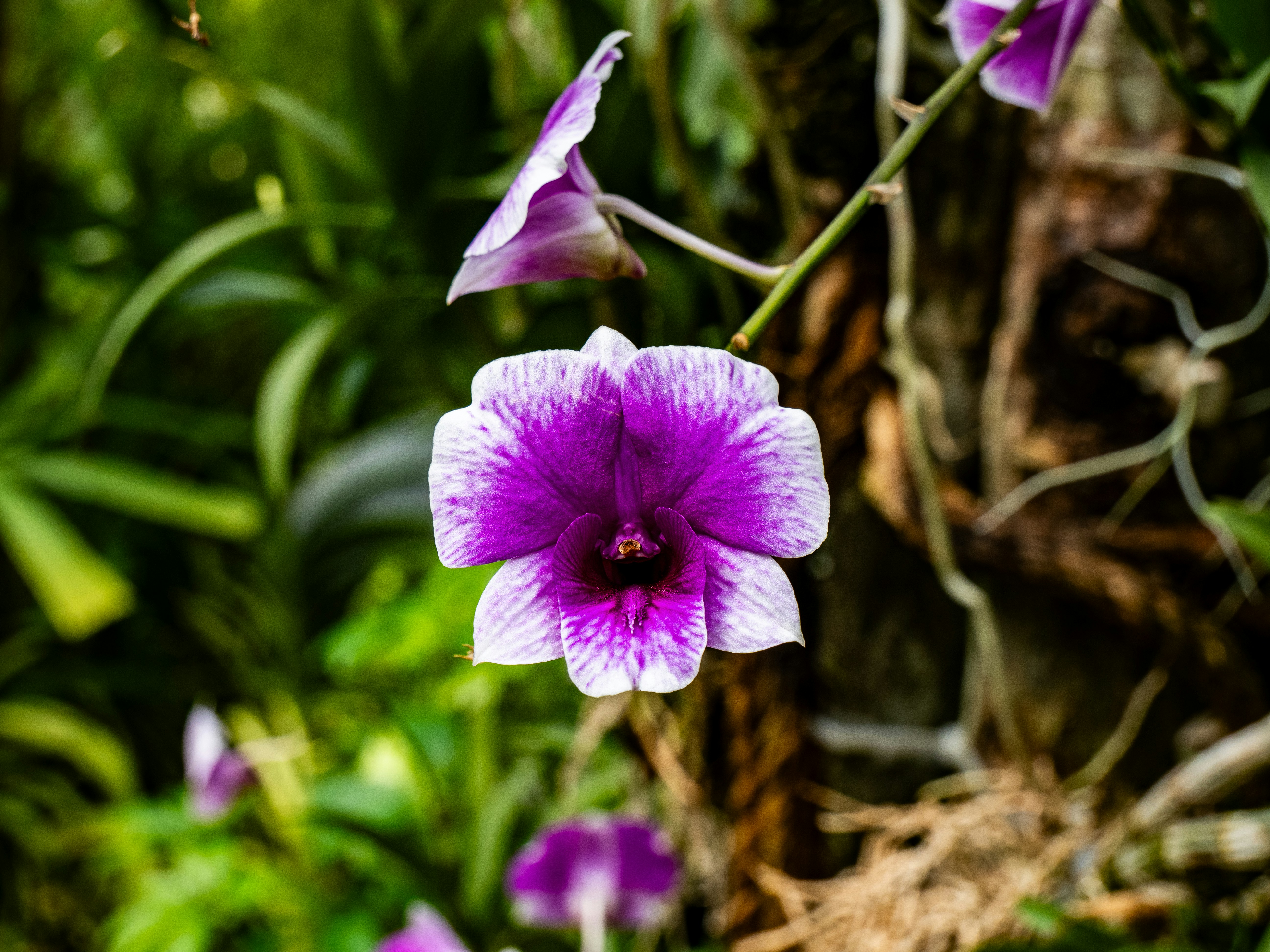 A vibrant purple and white orchid bloom centered against a blurred green garden background