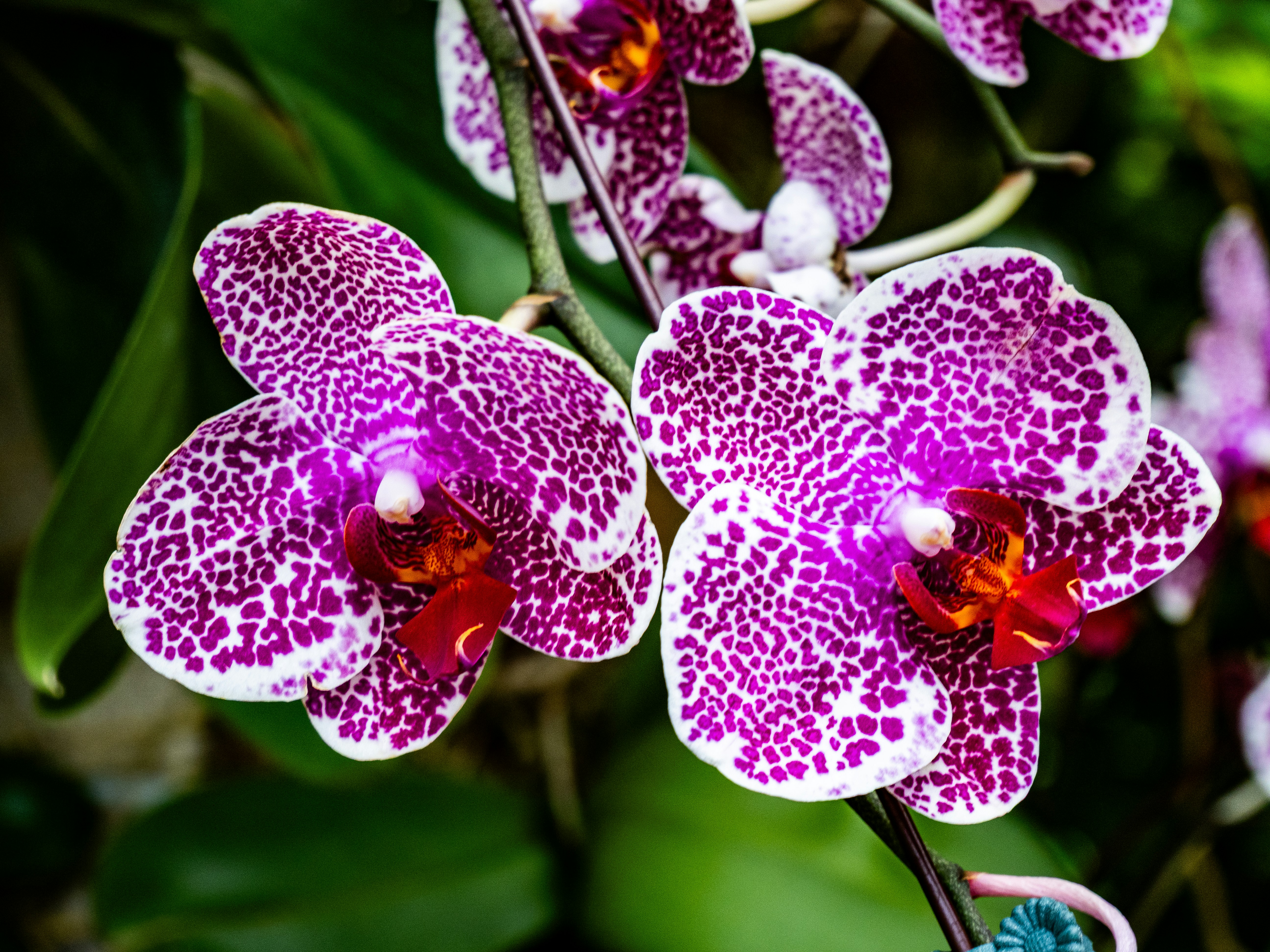 Synced Bloom: Twin Orchids Framing a Lush Green Backdrop