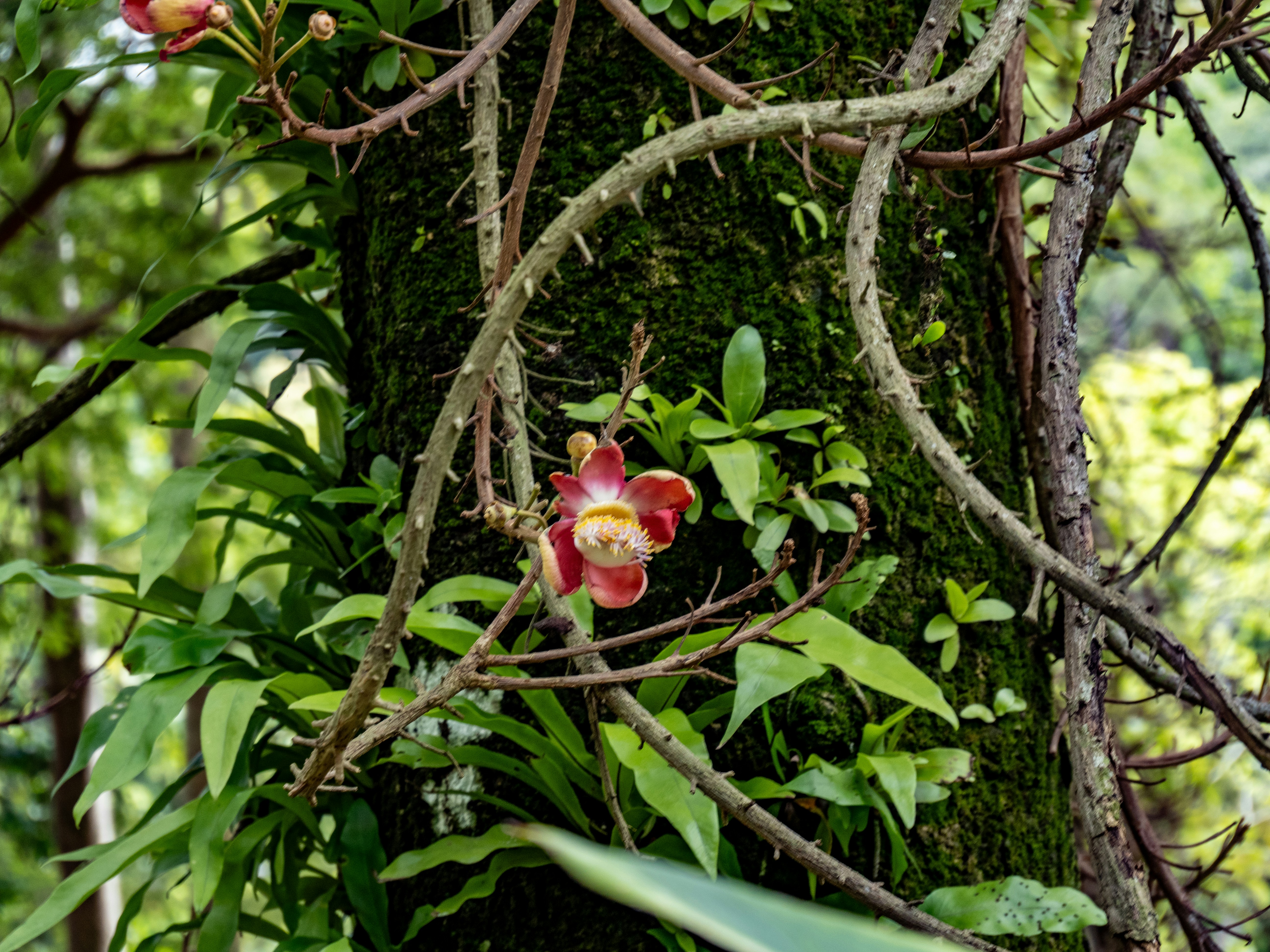 Vine-wrapped Trunk with Central Orchid Burst