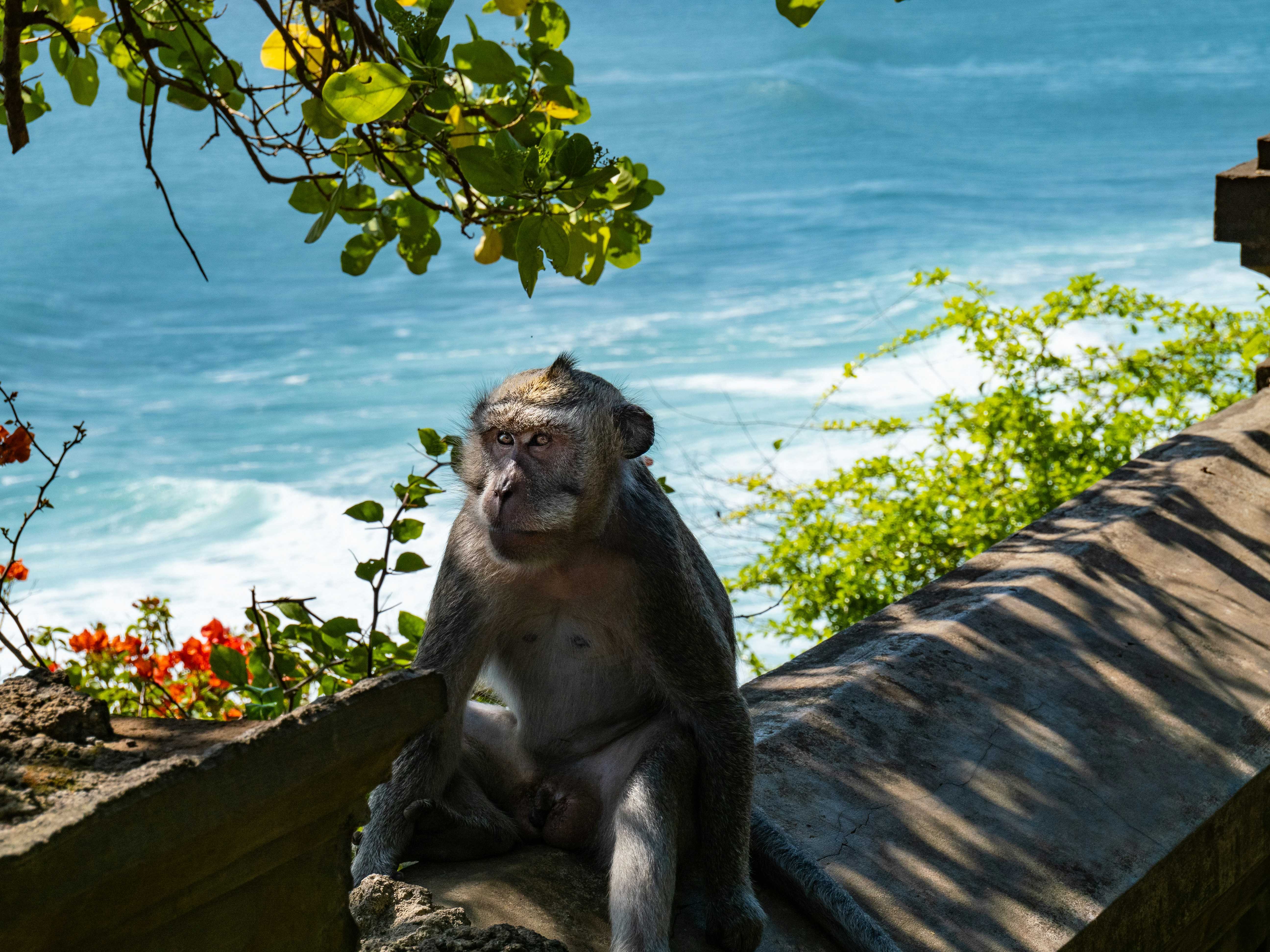 Monk on the Veranda: A Half-Relaxed Moment by the Sea