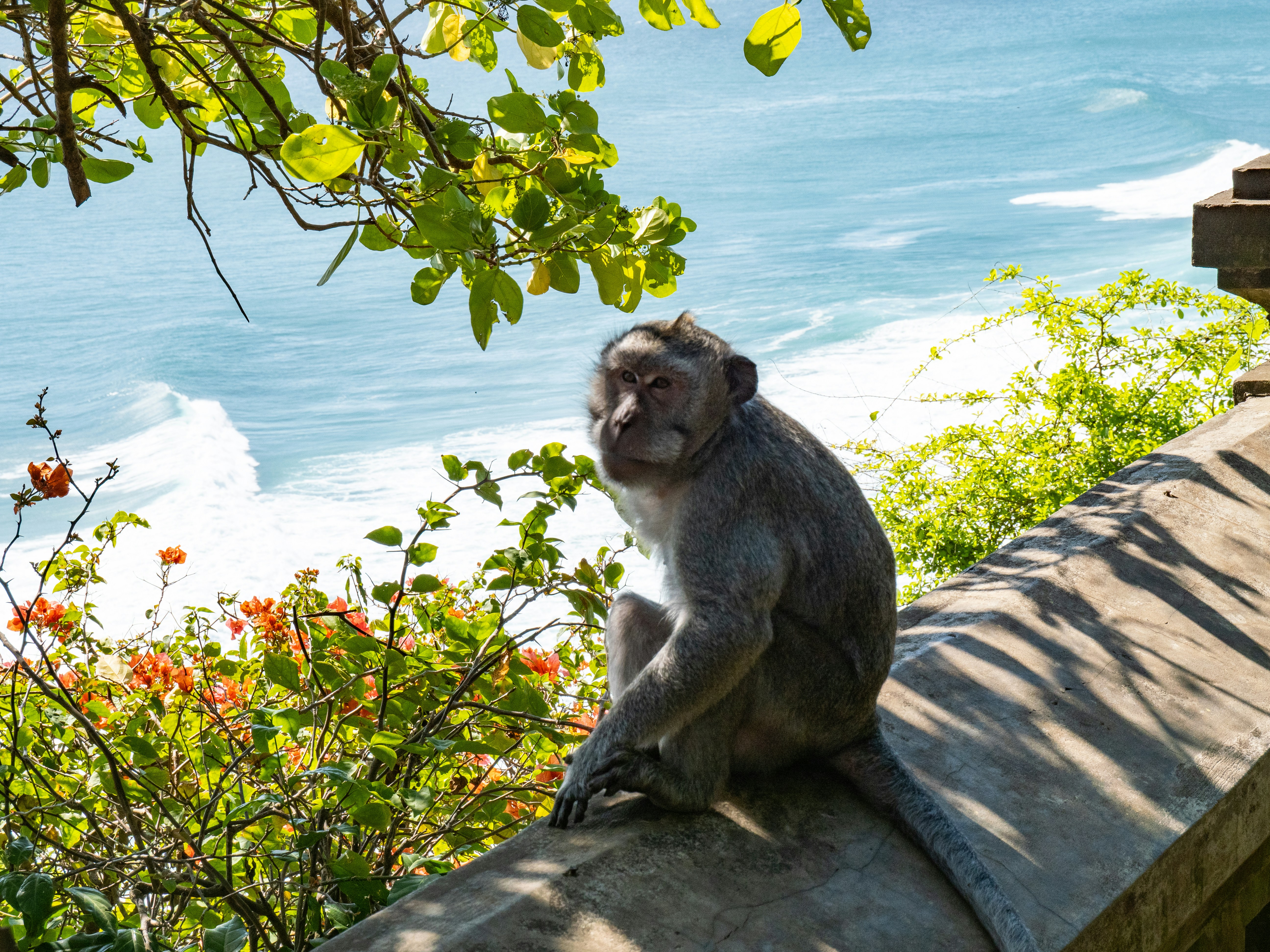 Lone monkey guardian of the coastal ledge