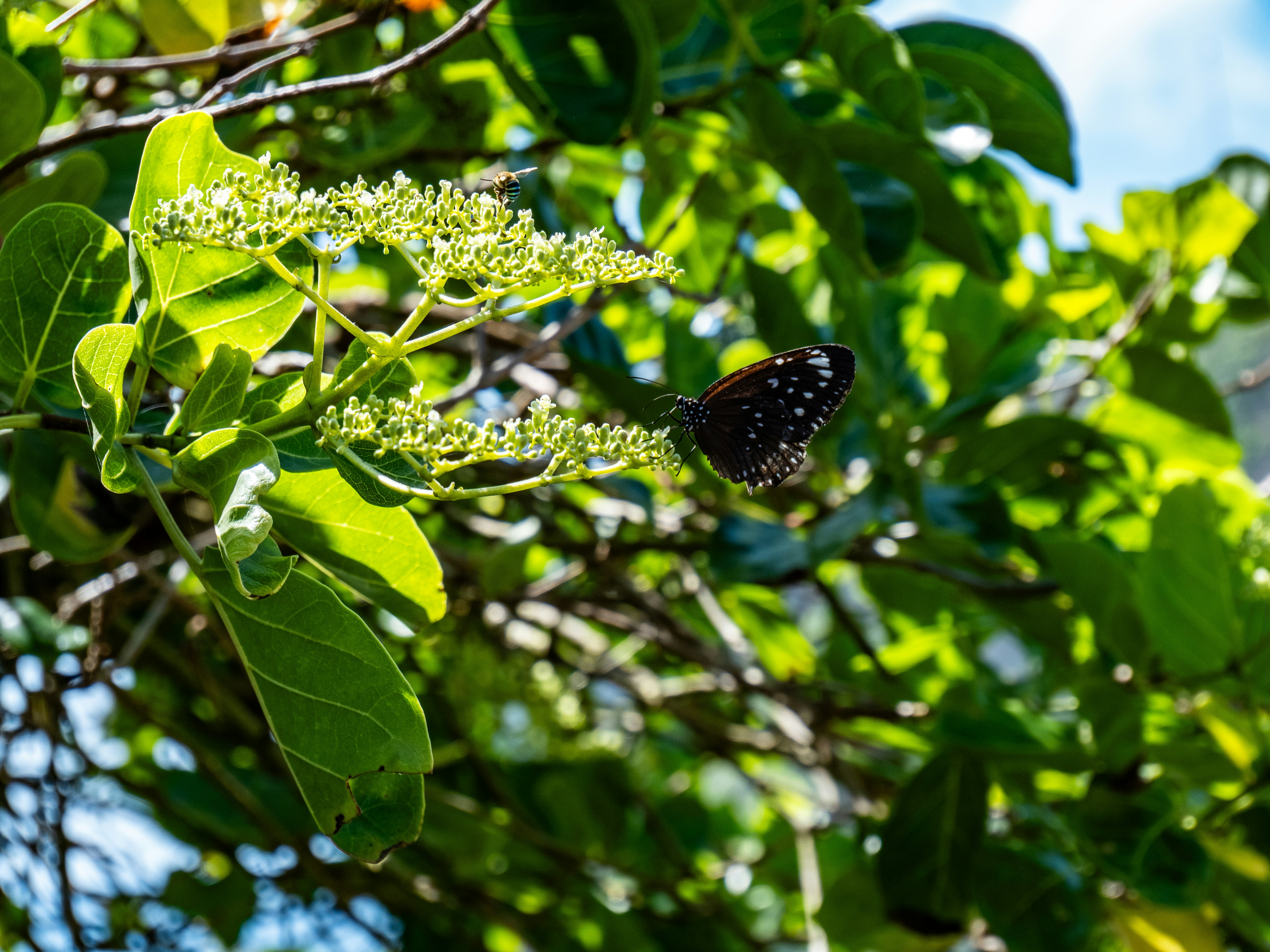 Butterfly in a sunlit citrus canopy
