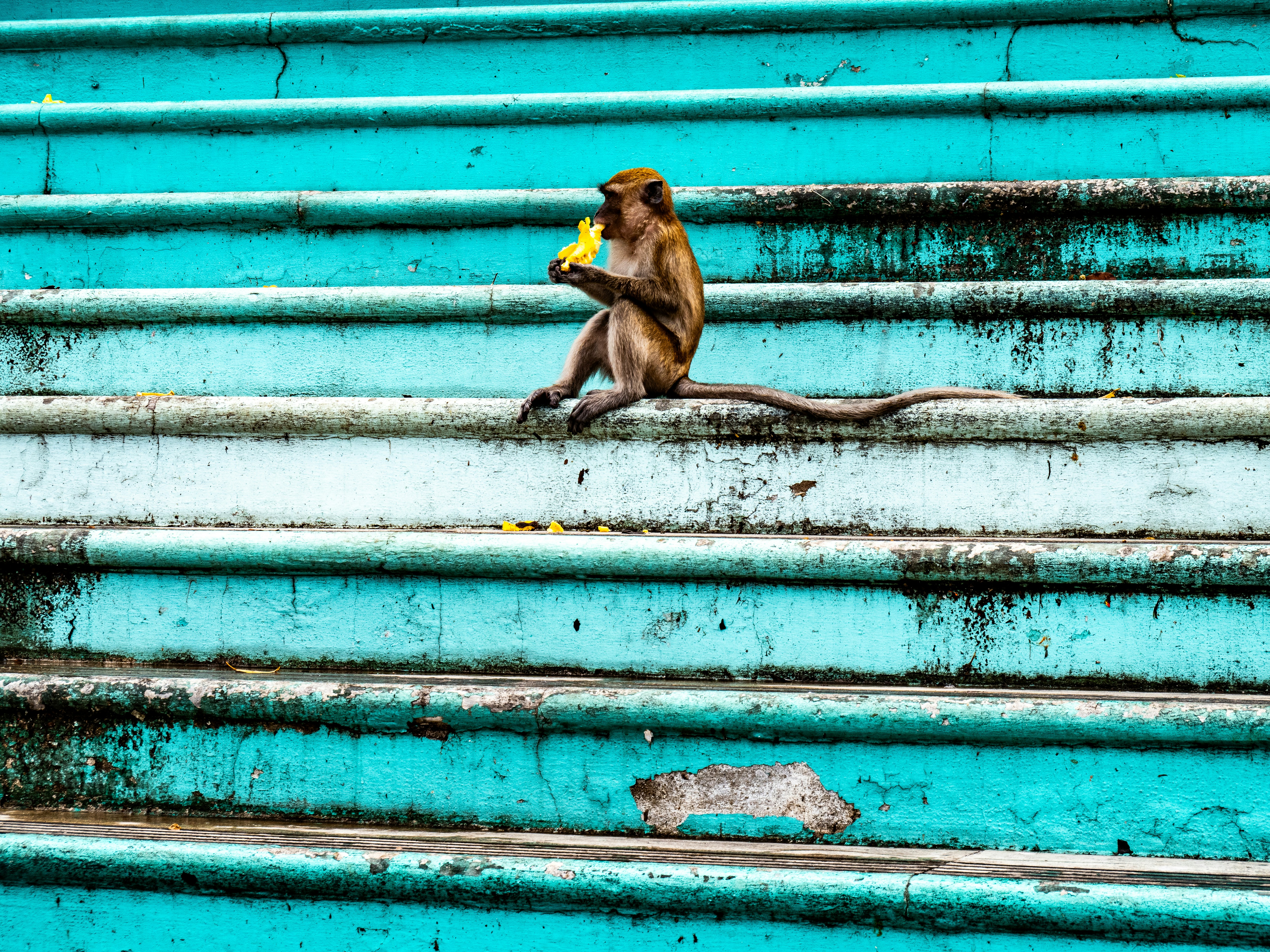 Banana Break on a Weathered Staircase
