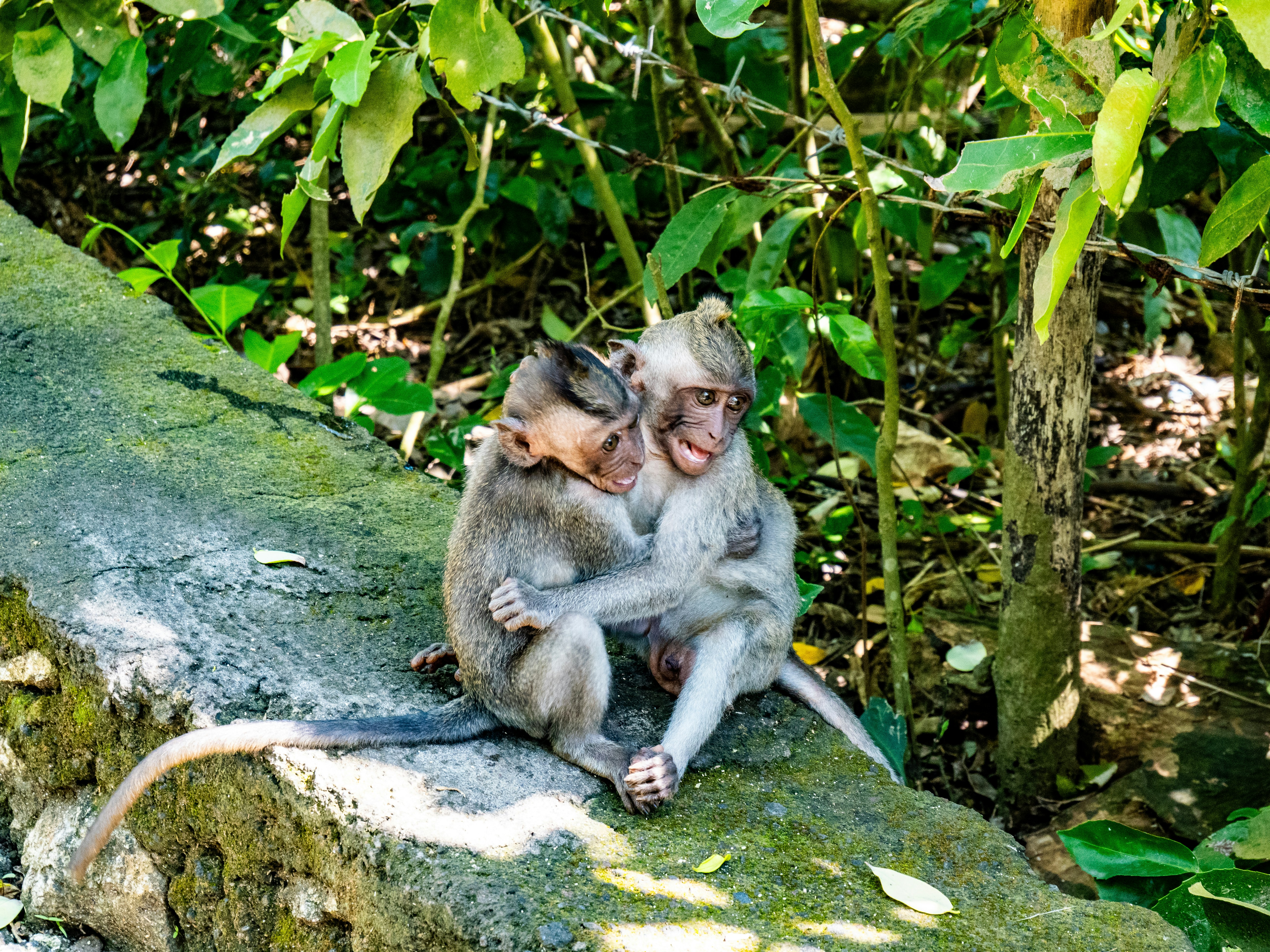 Pair of Curious Monkeys Share a Quiet Moment on a Mossy Rock
