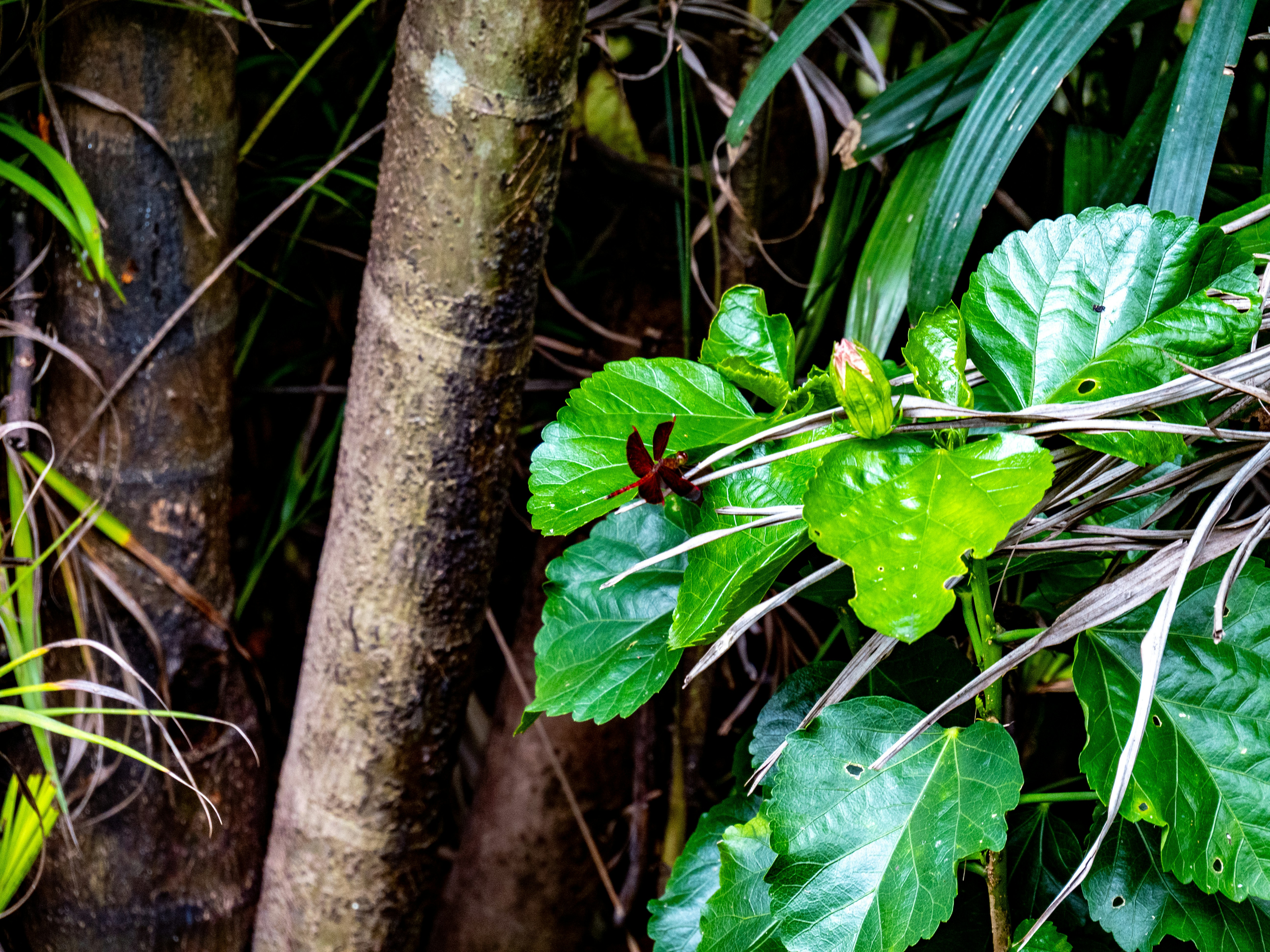 Emerald Leaves and Thorny Stem in Dense Understory