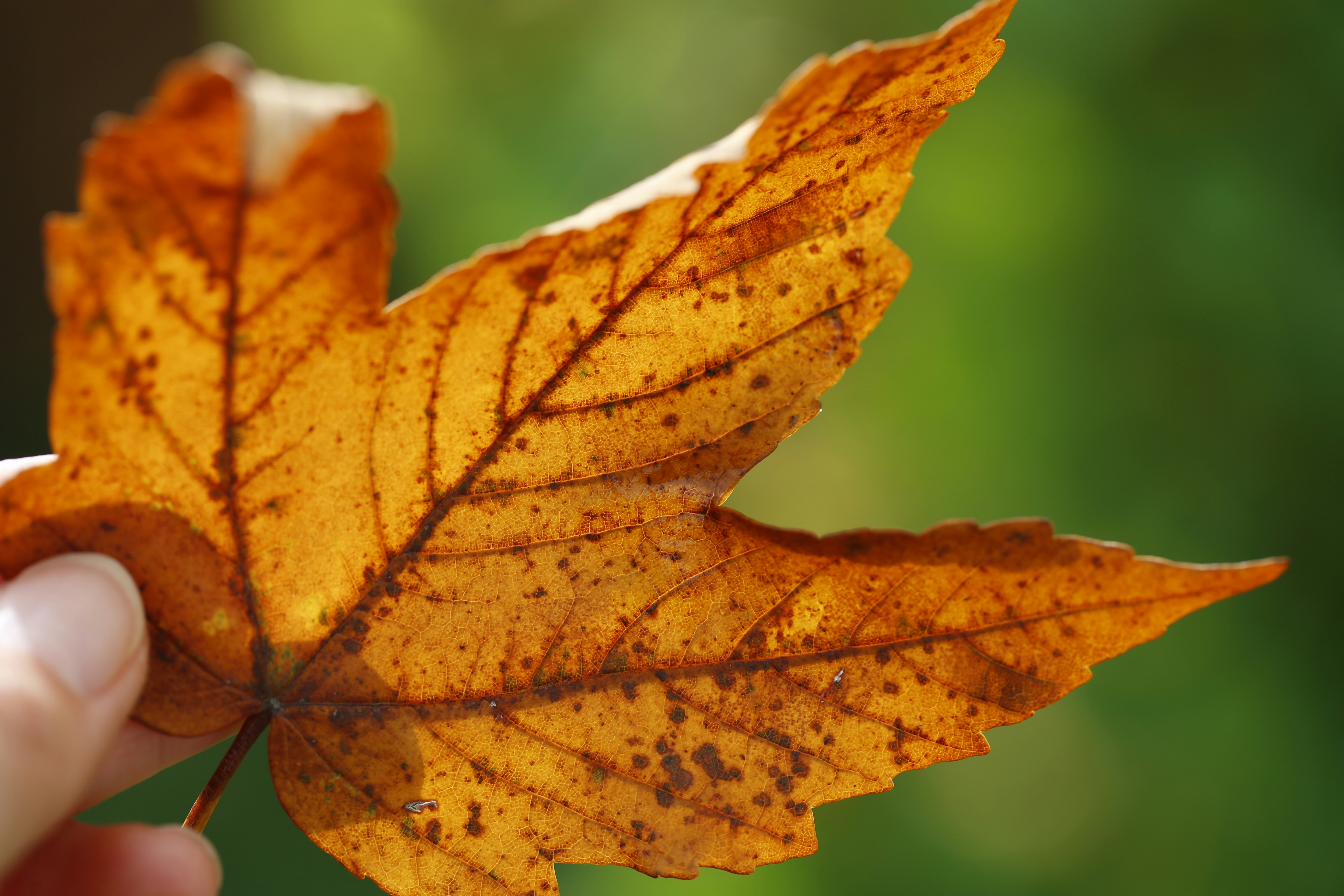 Autumn Leaf Grasp: A Hand-Held Maple in Focus