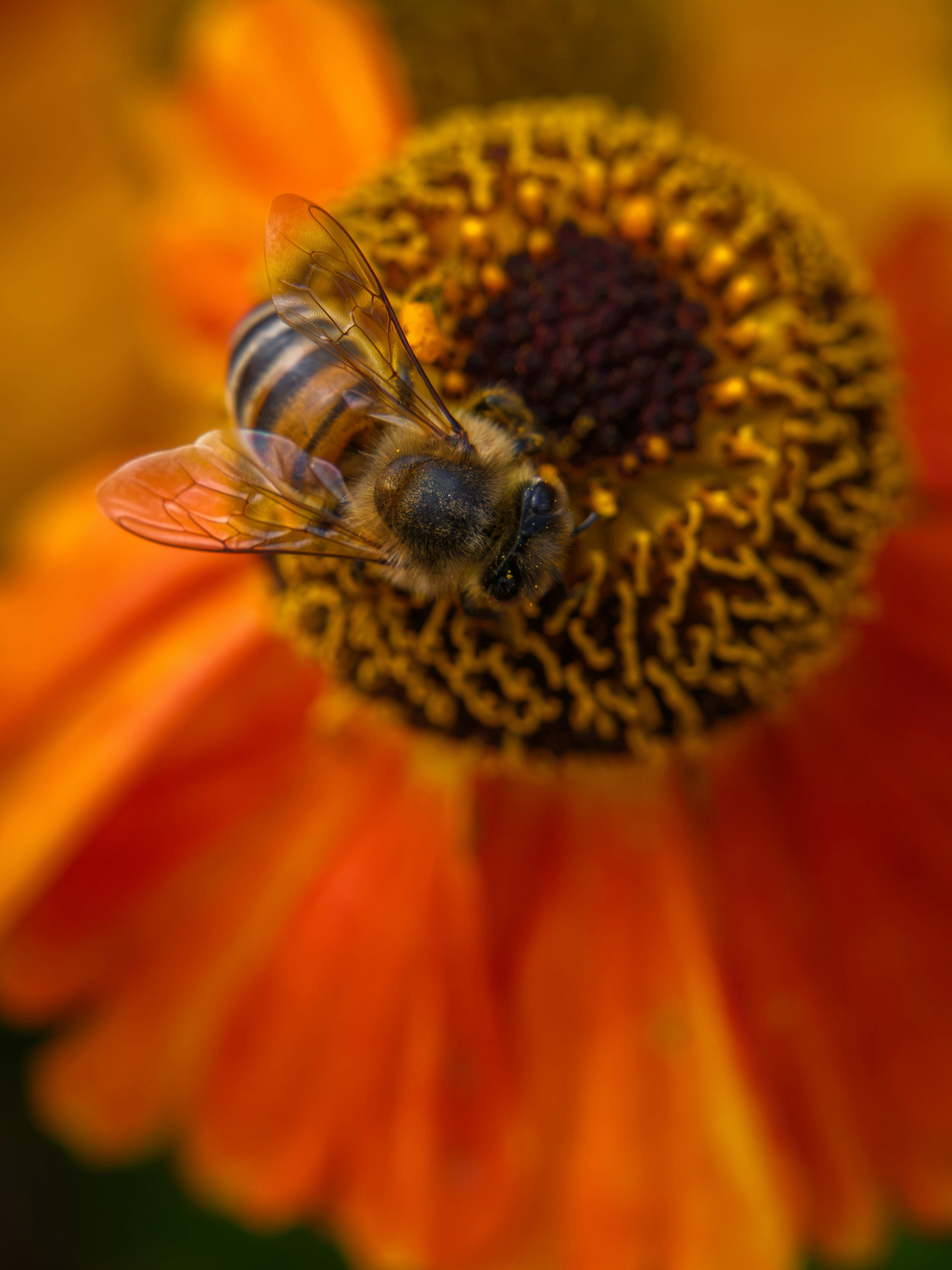 Bee on a Sunflower: Micro-Detail in Golden Bloom