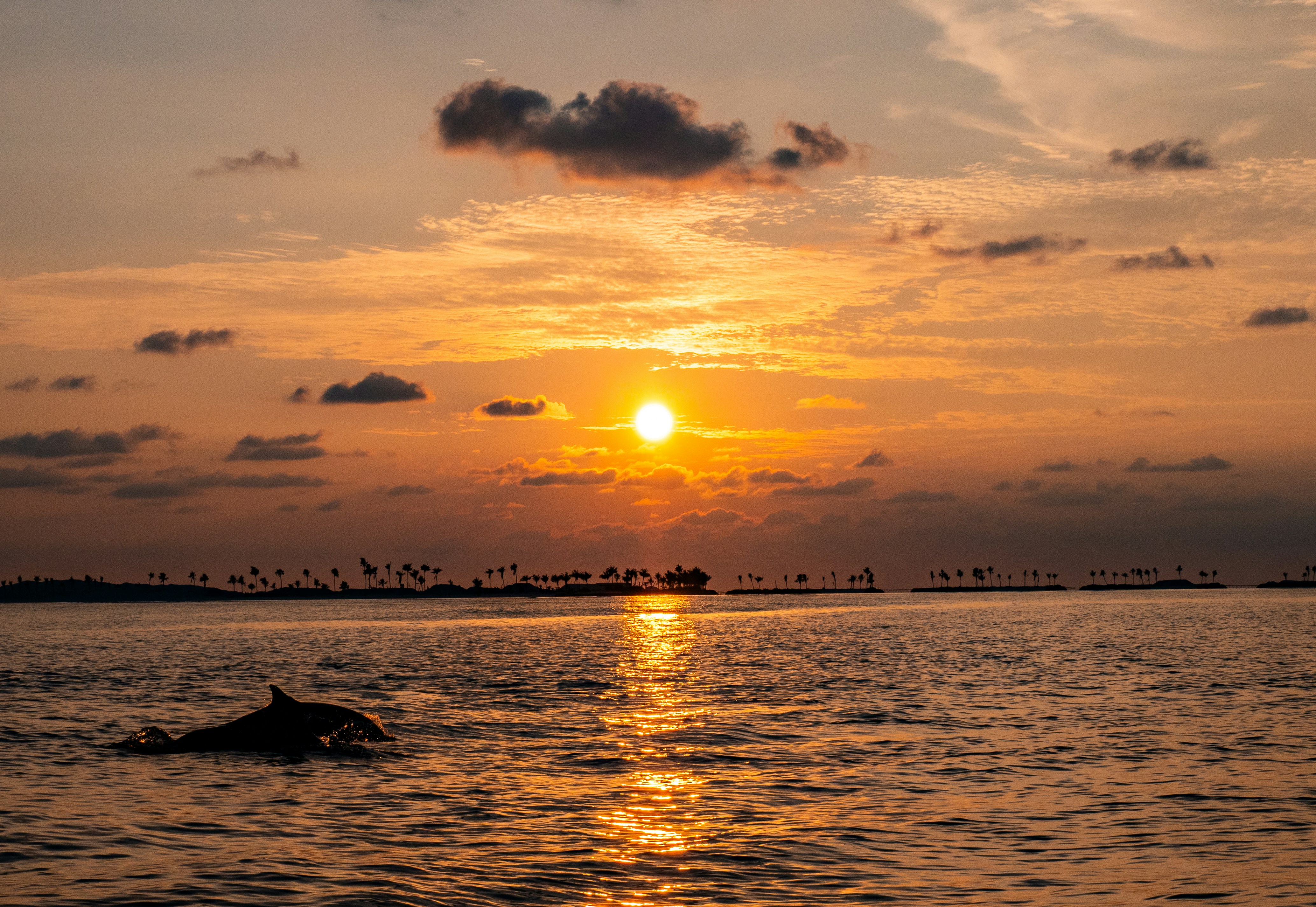 Dawn Chorus over a Distant Palm Line