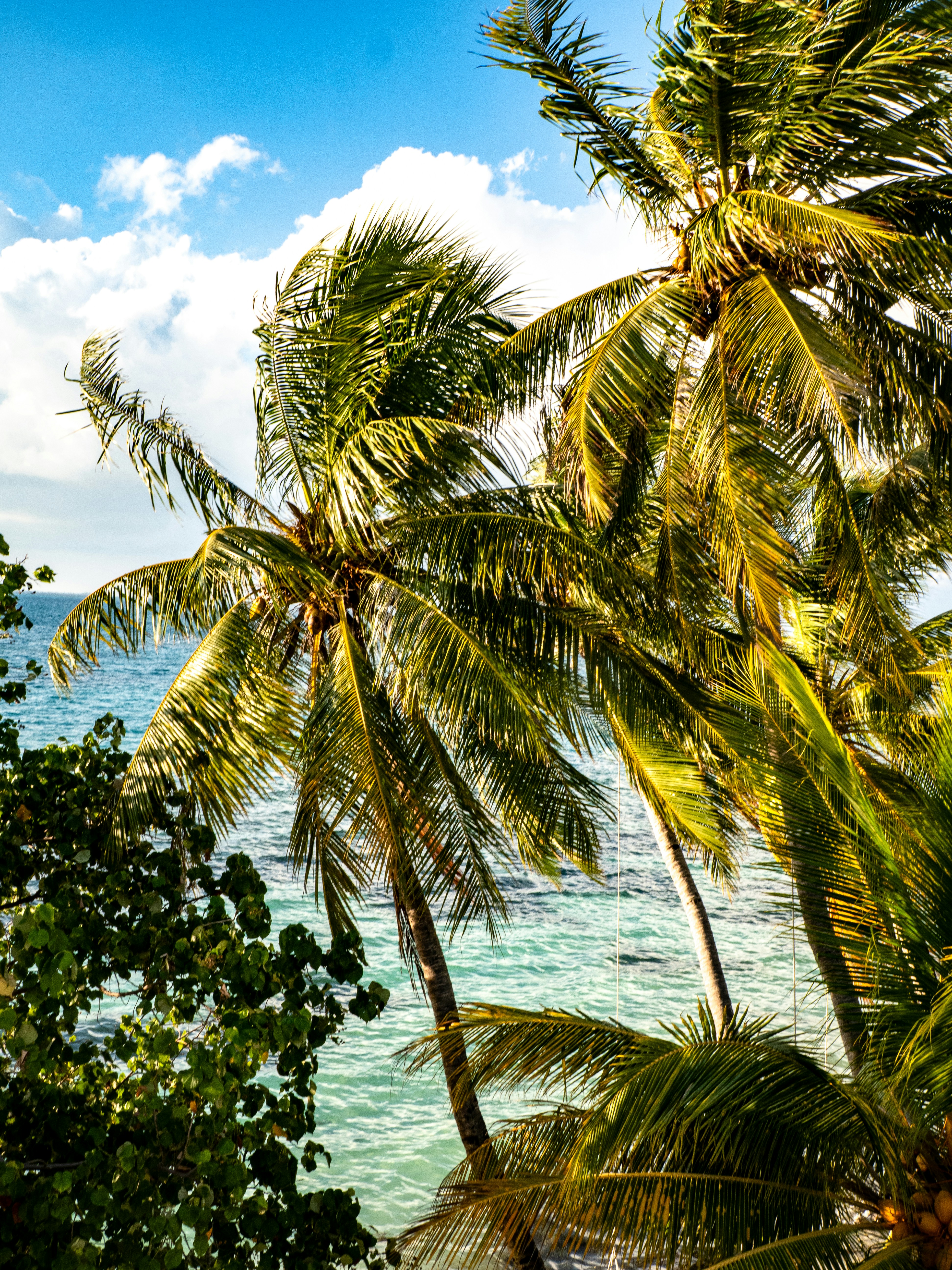 Sunlit Palms Over Turquoise Waters