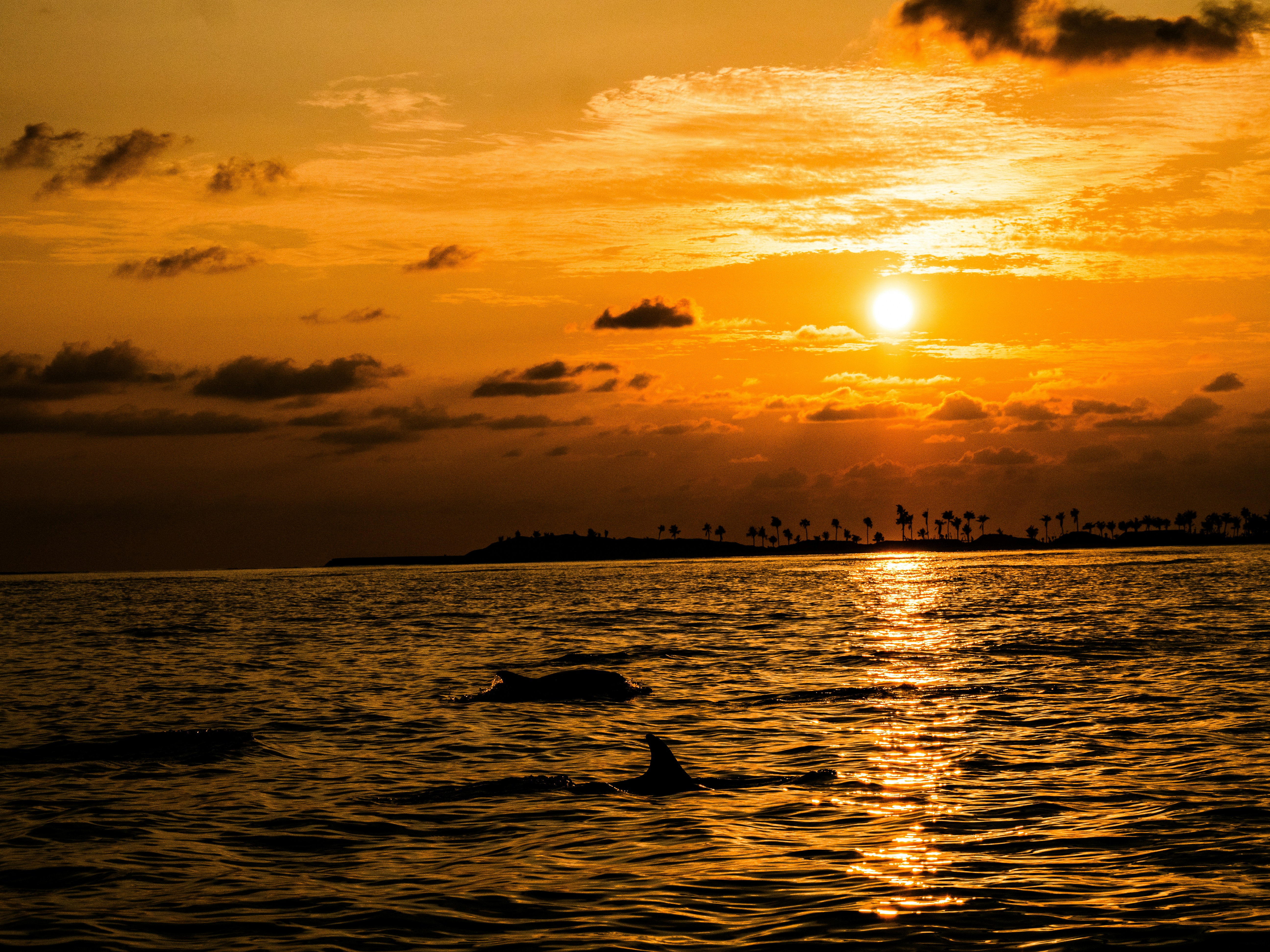 Sunlit Sea Silhouette: Palm-Outlined Horizon at Dusk