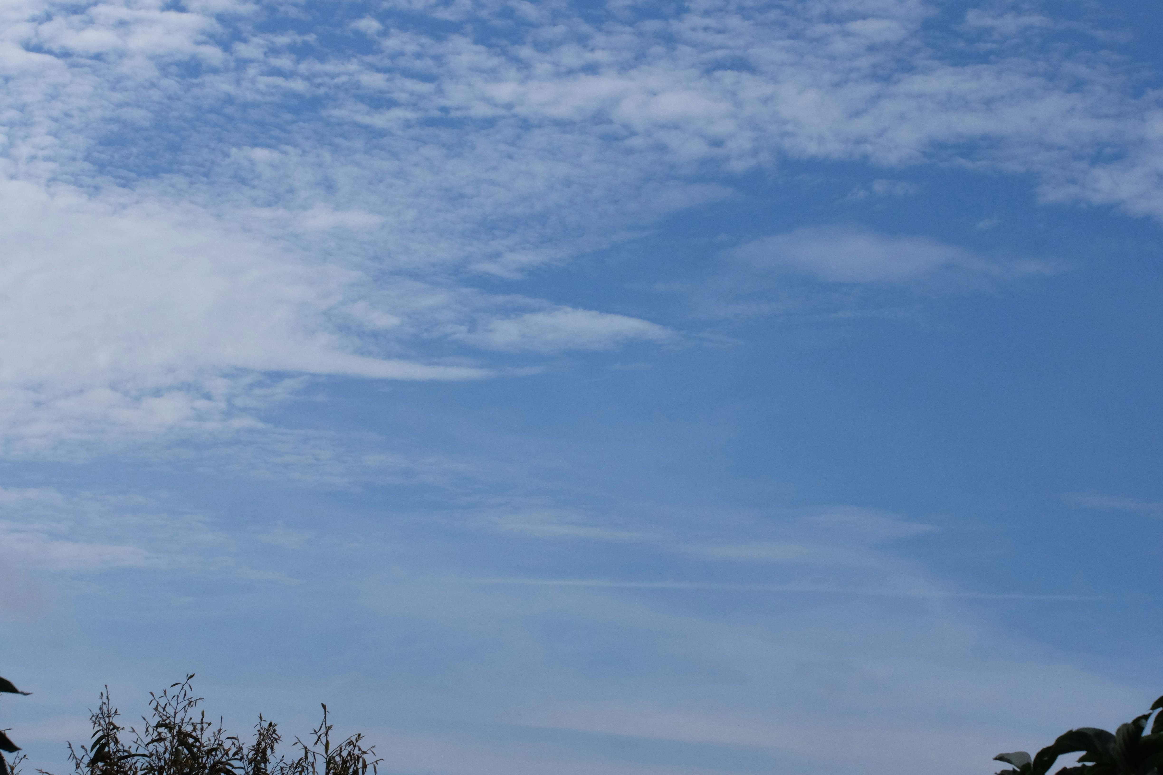 Clear Sky Drift: A Quiet Horizon Above Silhouetted Foliage