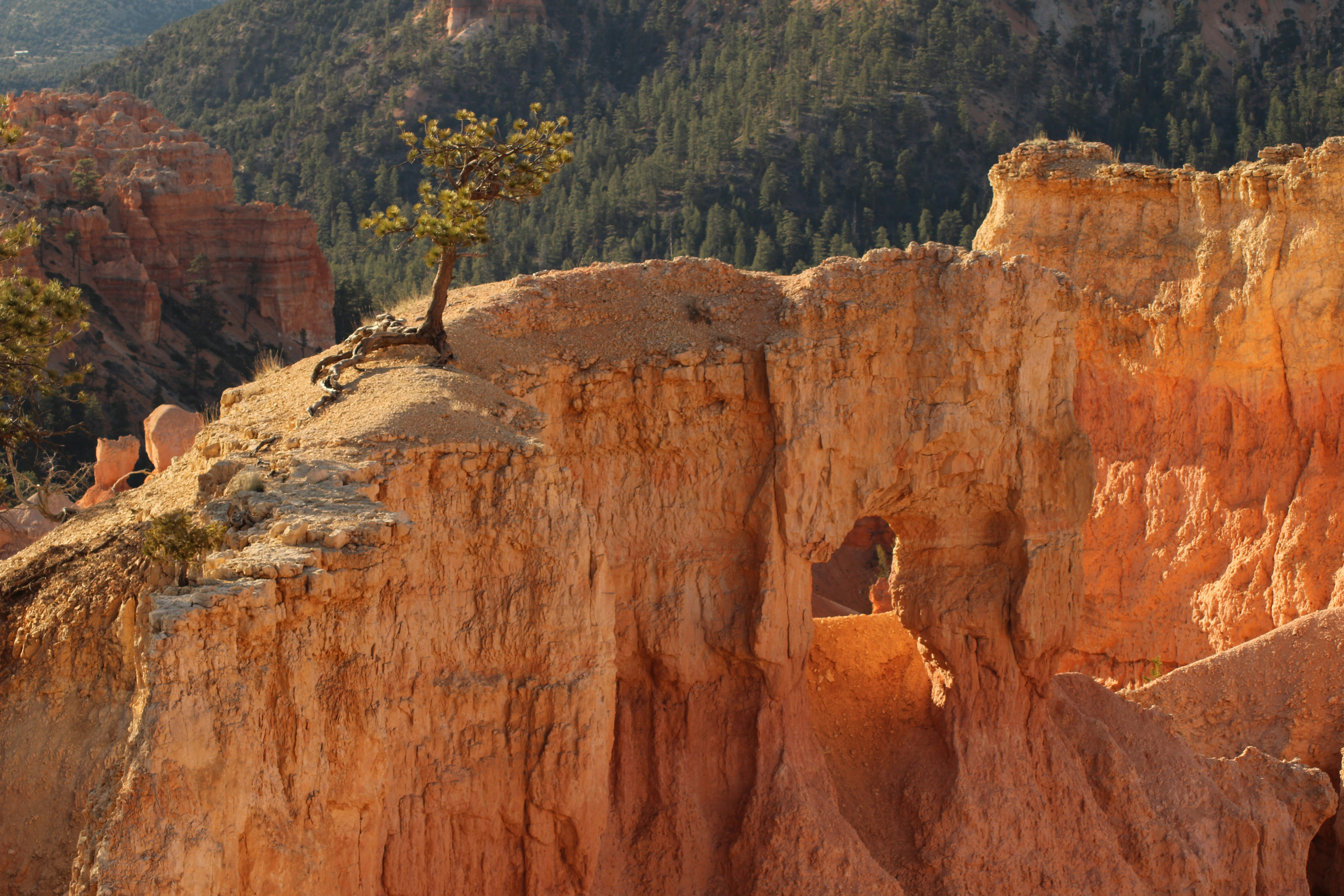 Lonely Pine upon a Rim: Echoes of Canyon Light