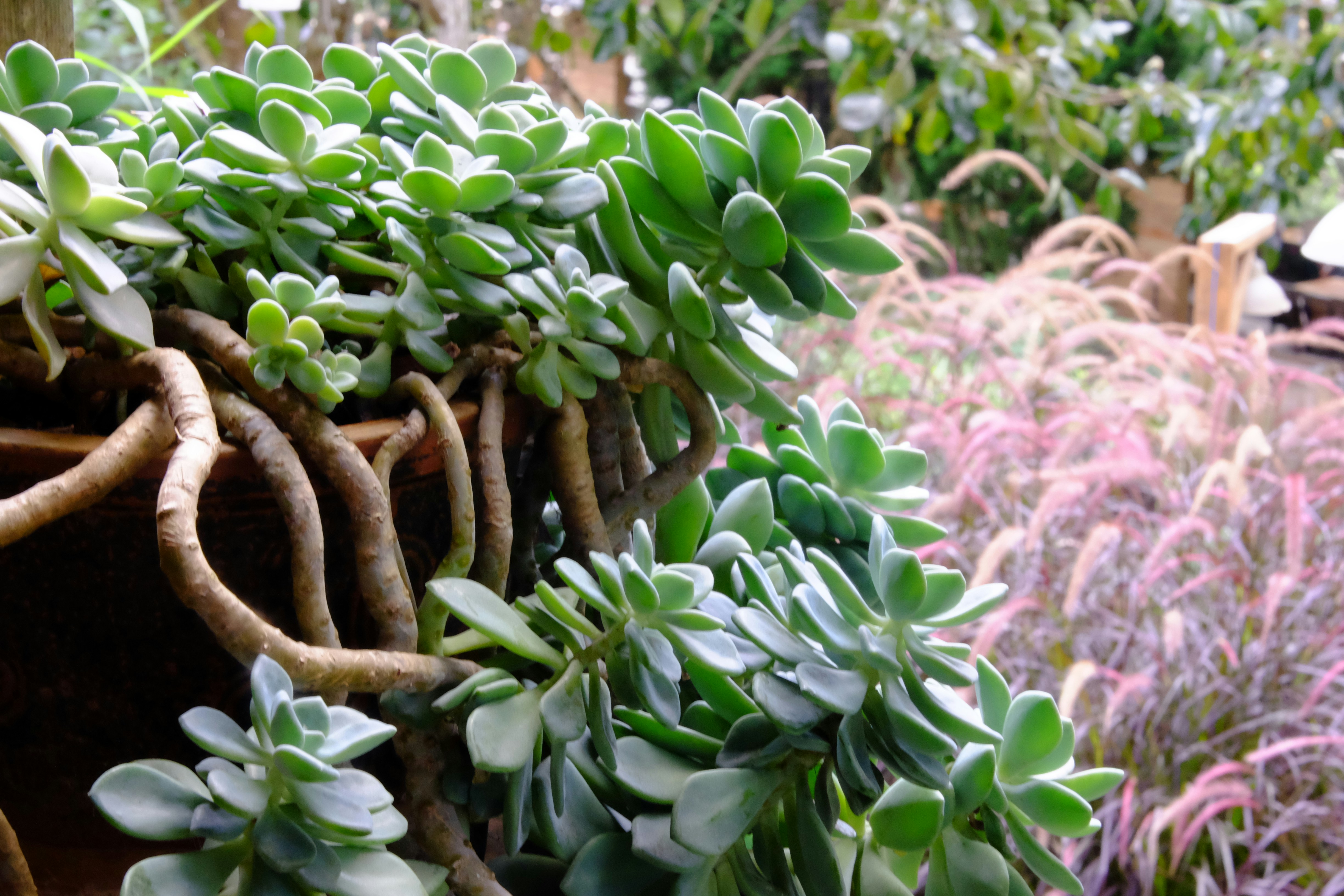 Succulent Cascade in a Sunlit Garden Border