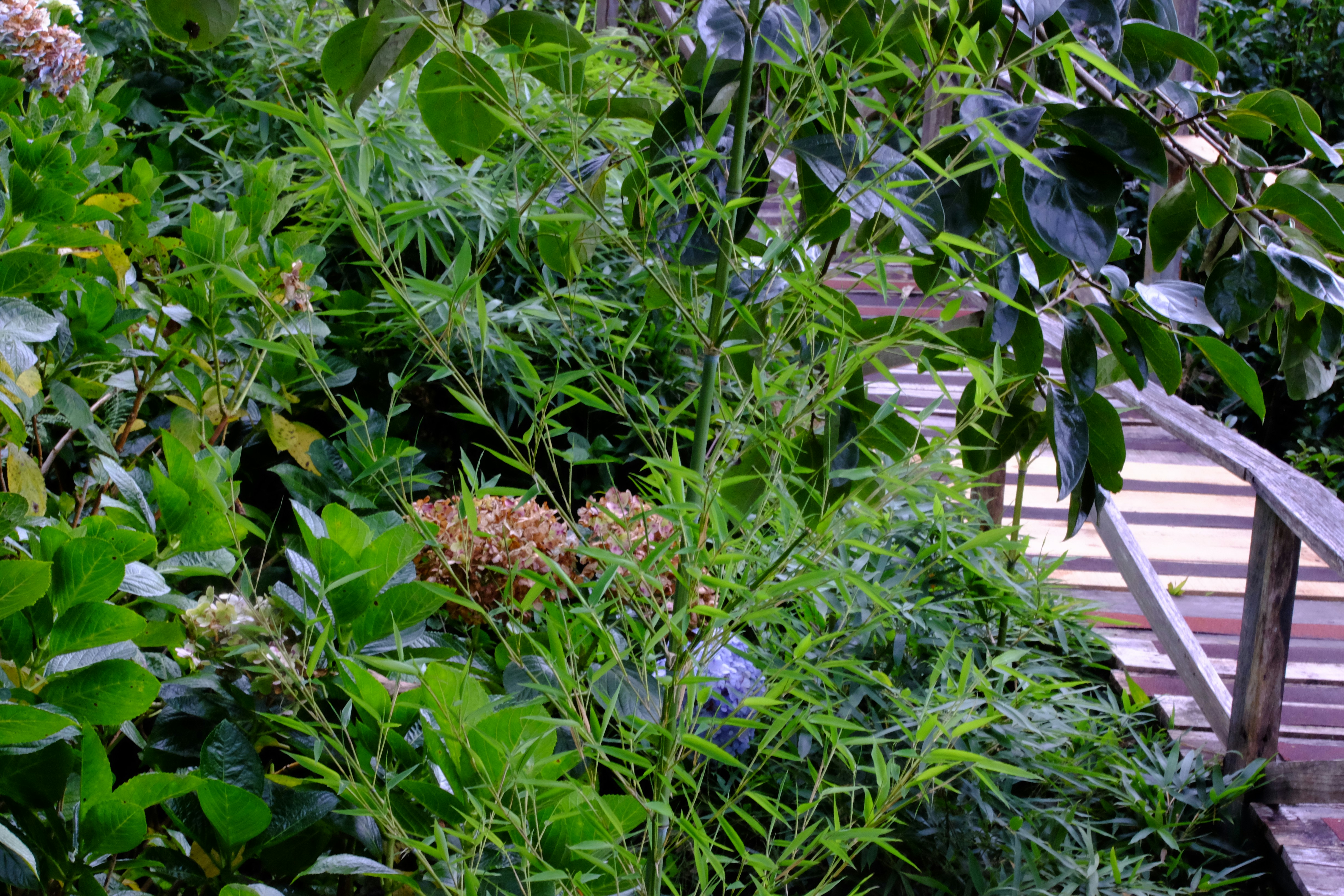 Verdant Stairway: Greenery Encroaches on a Quiet Deck