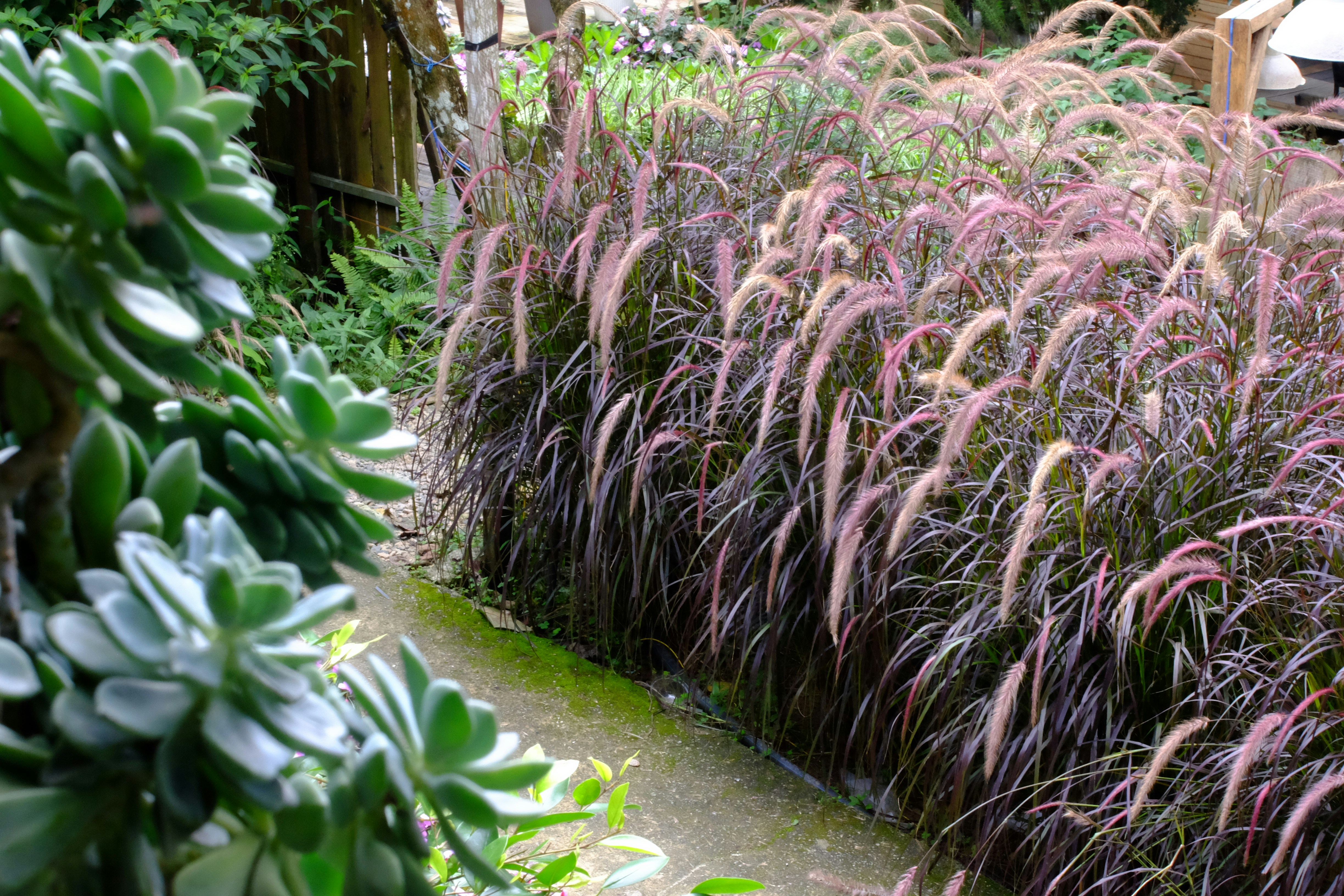 A narrow garden path runs between lush green succulents on the left and tall purple fountain grass on the right, inviting a quiet stroll.
