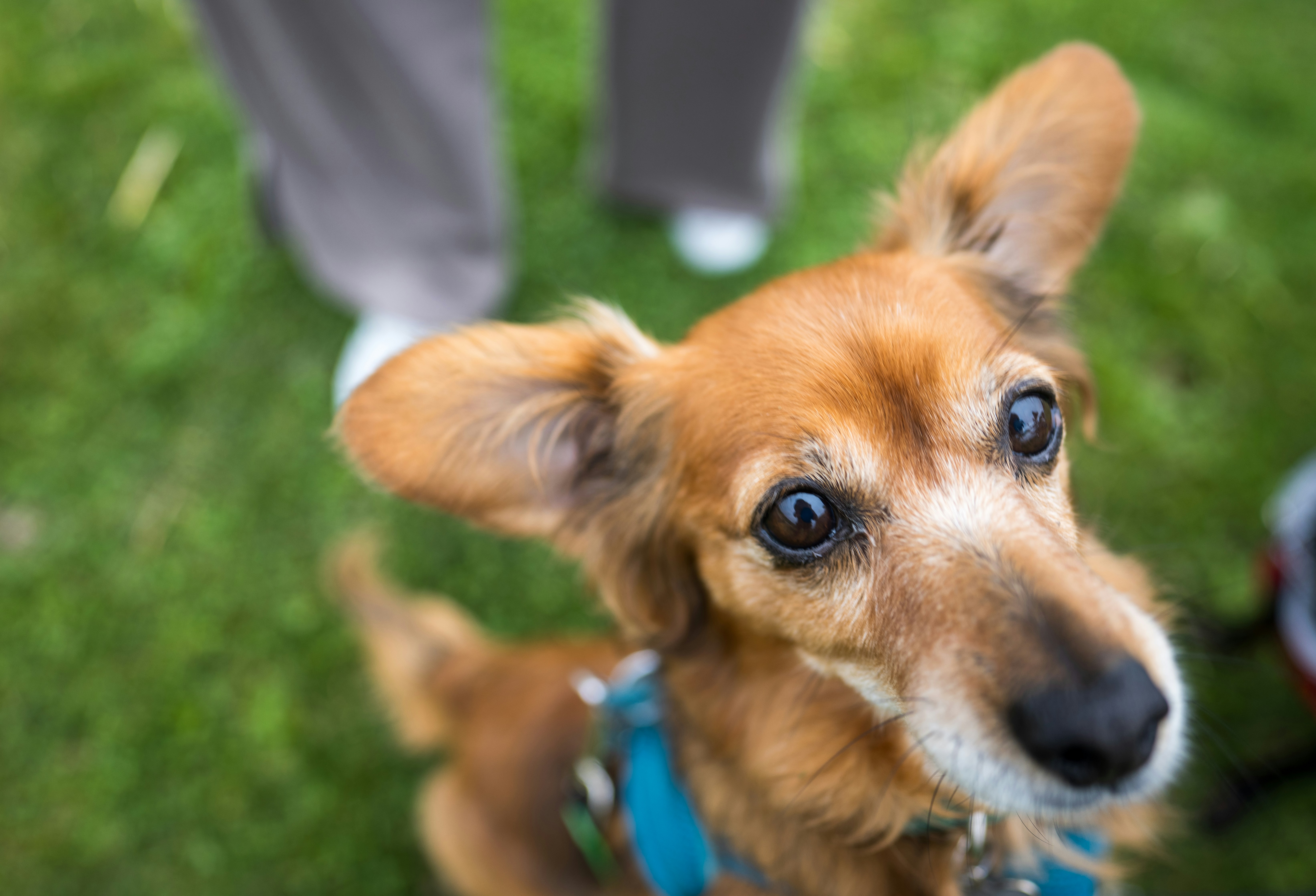 Close-up of a small dog looking up with bright eyes in an outdoor setting; a teal collar and grassy background provide context. This is a candid animal photo.