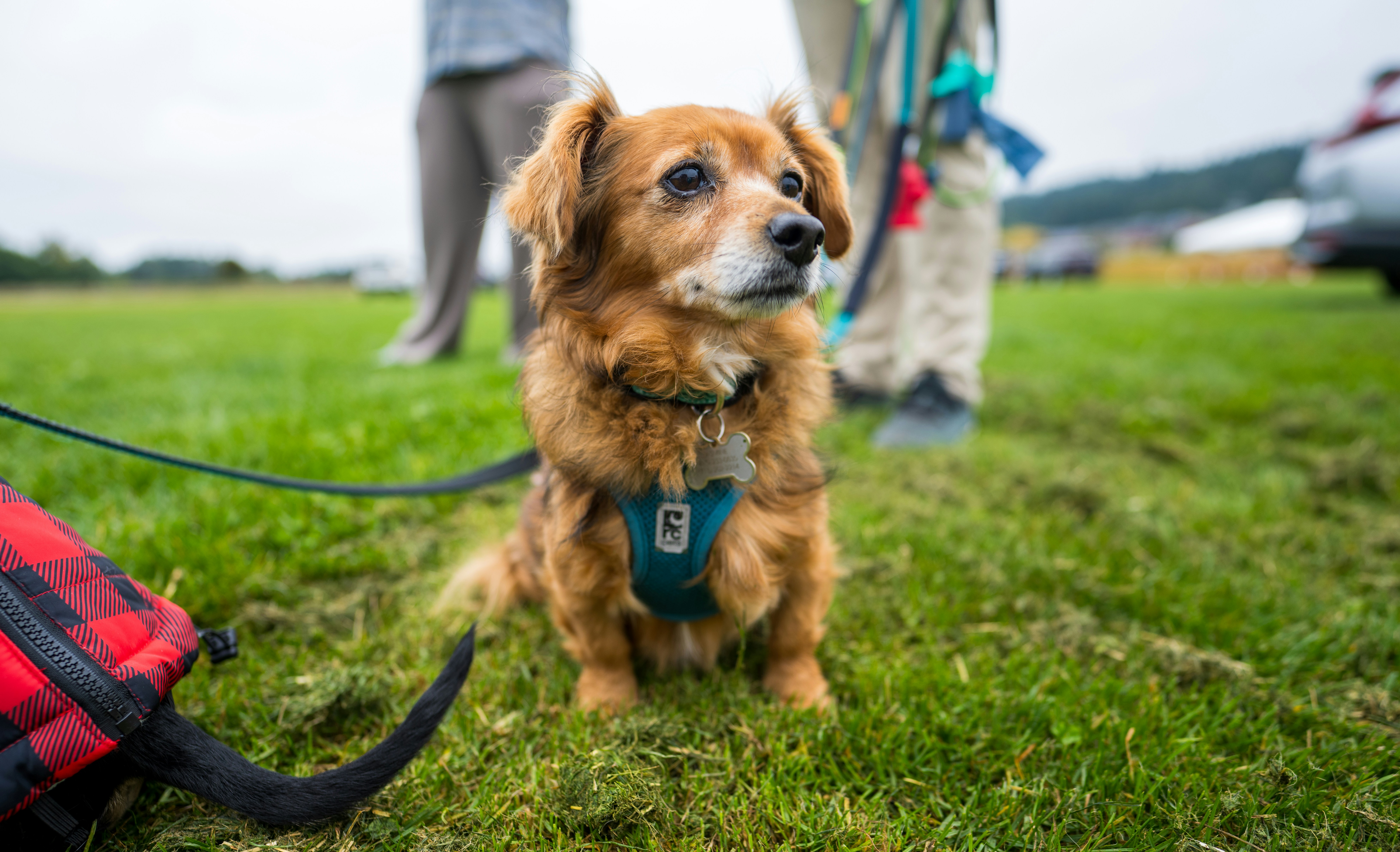 Tiny Explorer: A Golden-C Tone Dog in the Park