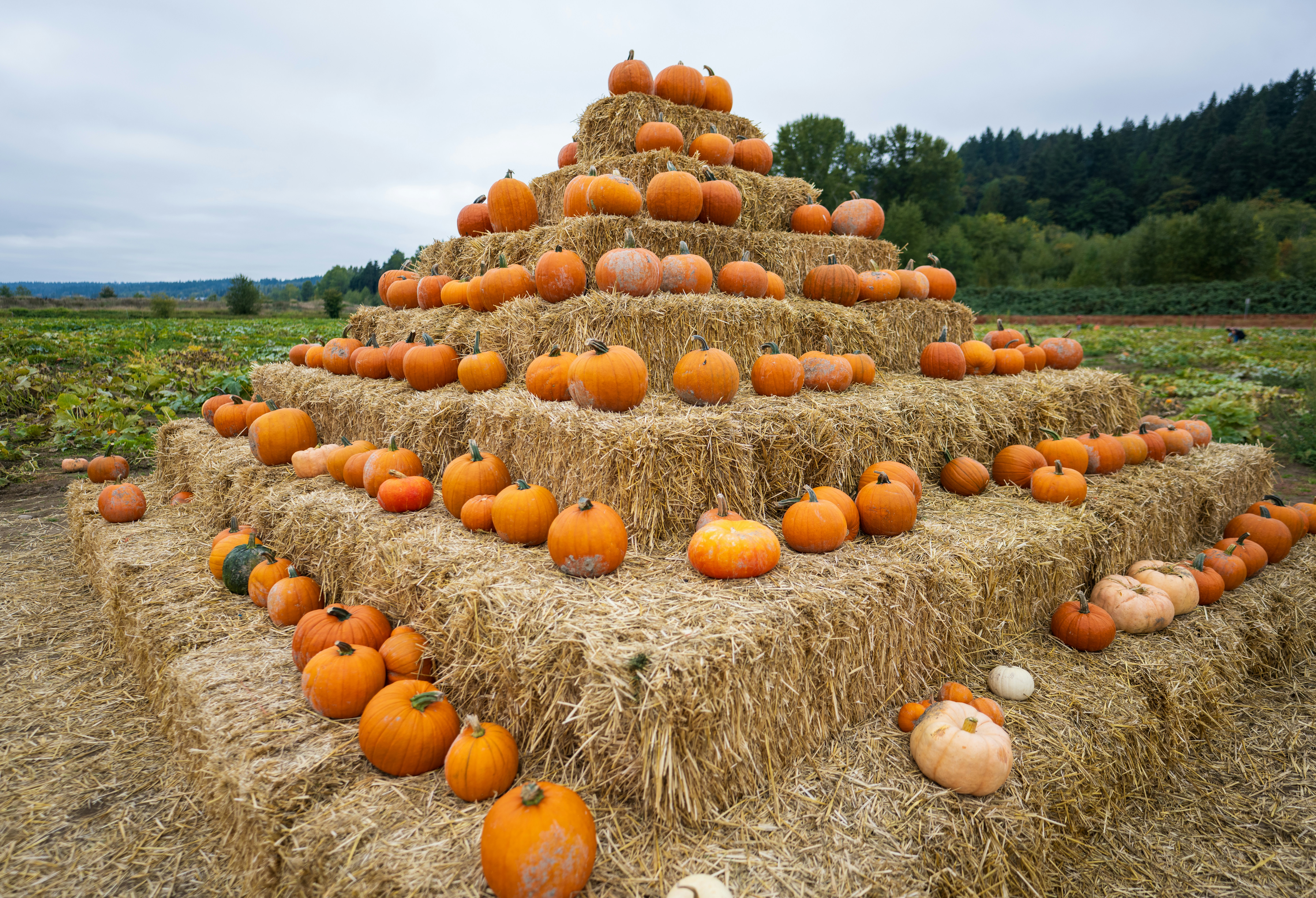 A large pyramid of orange pumpkins stacked on hay bales in a field