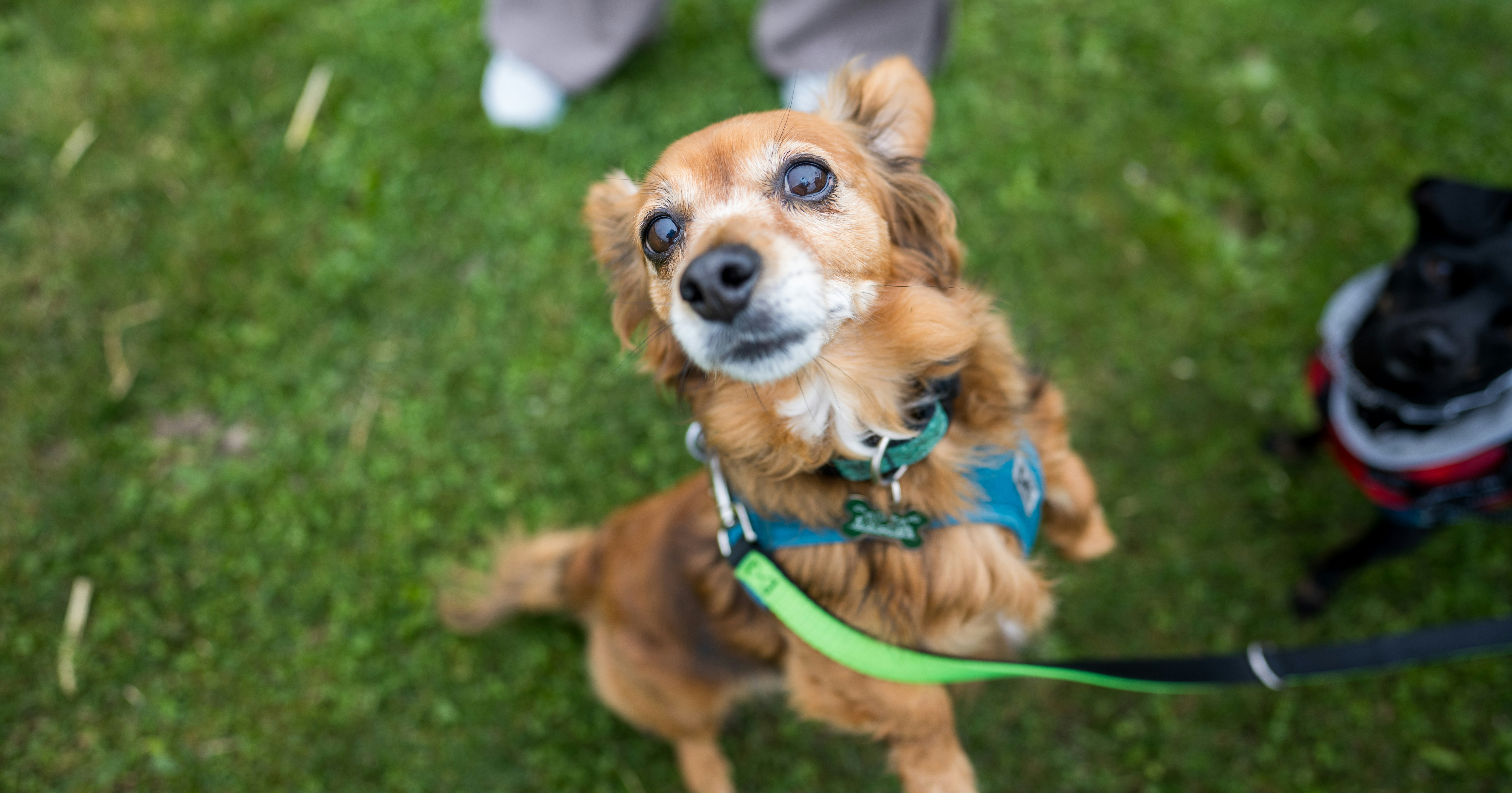 Wide-Eyed Wanderer: A curious pup in mid-tilt