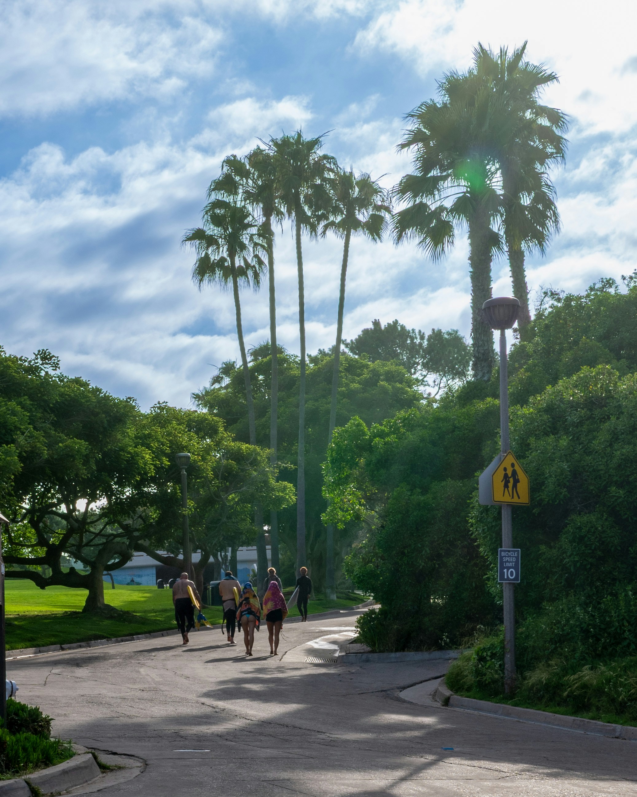 Sunlit Palm Path: a group of runners traverses a shaded campus lane