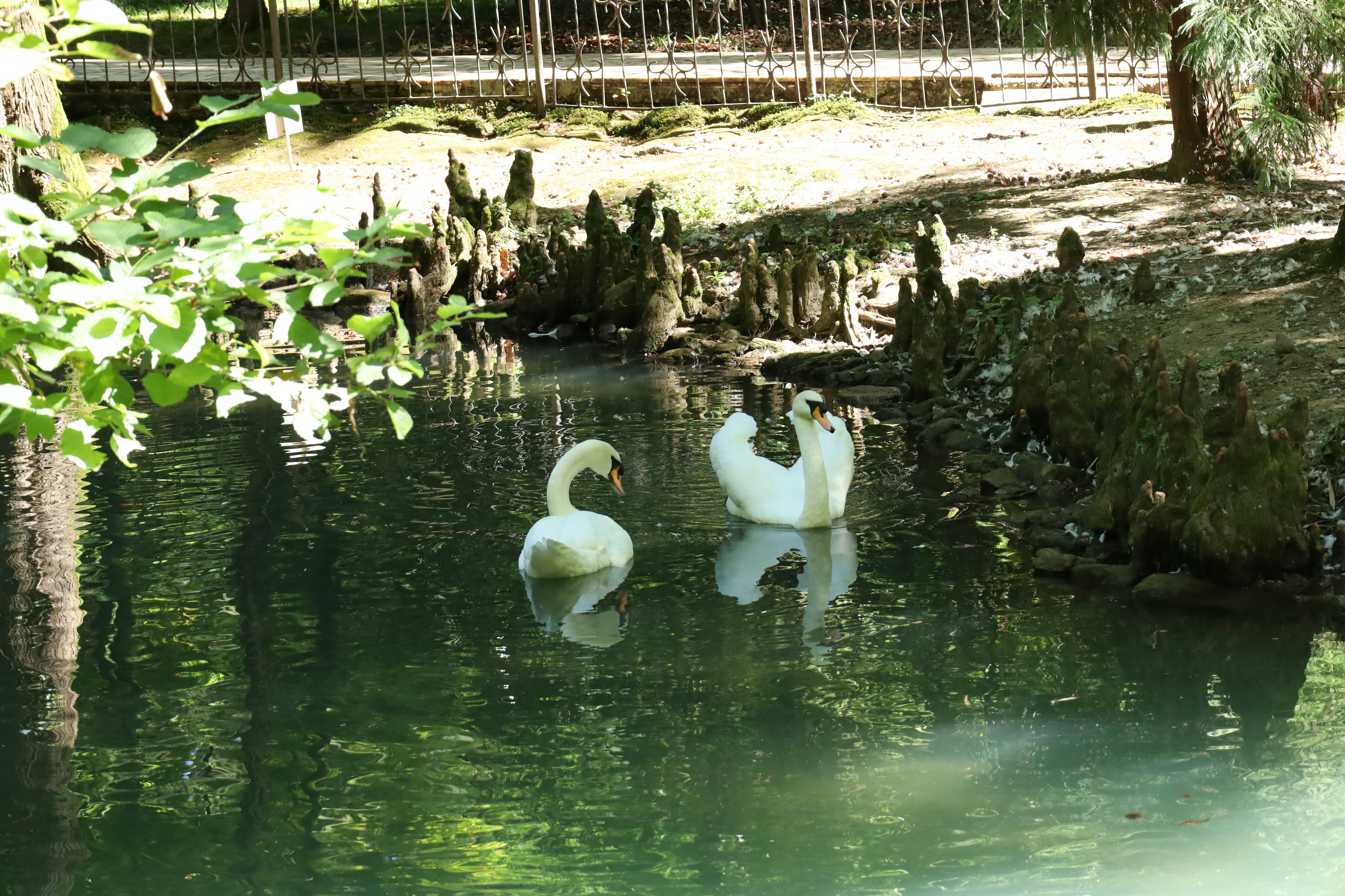 Twin Swans in a Quiet Pond