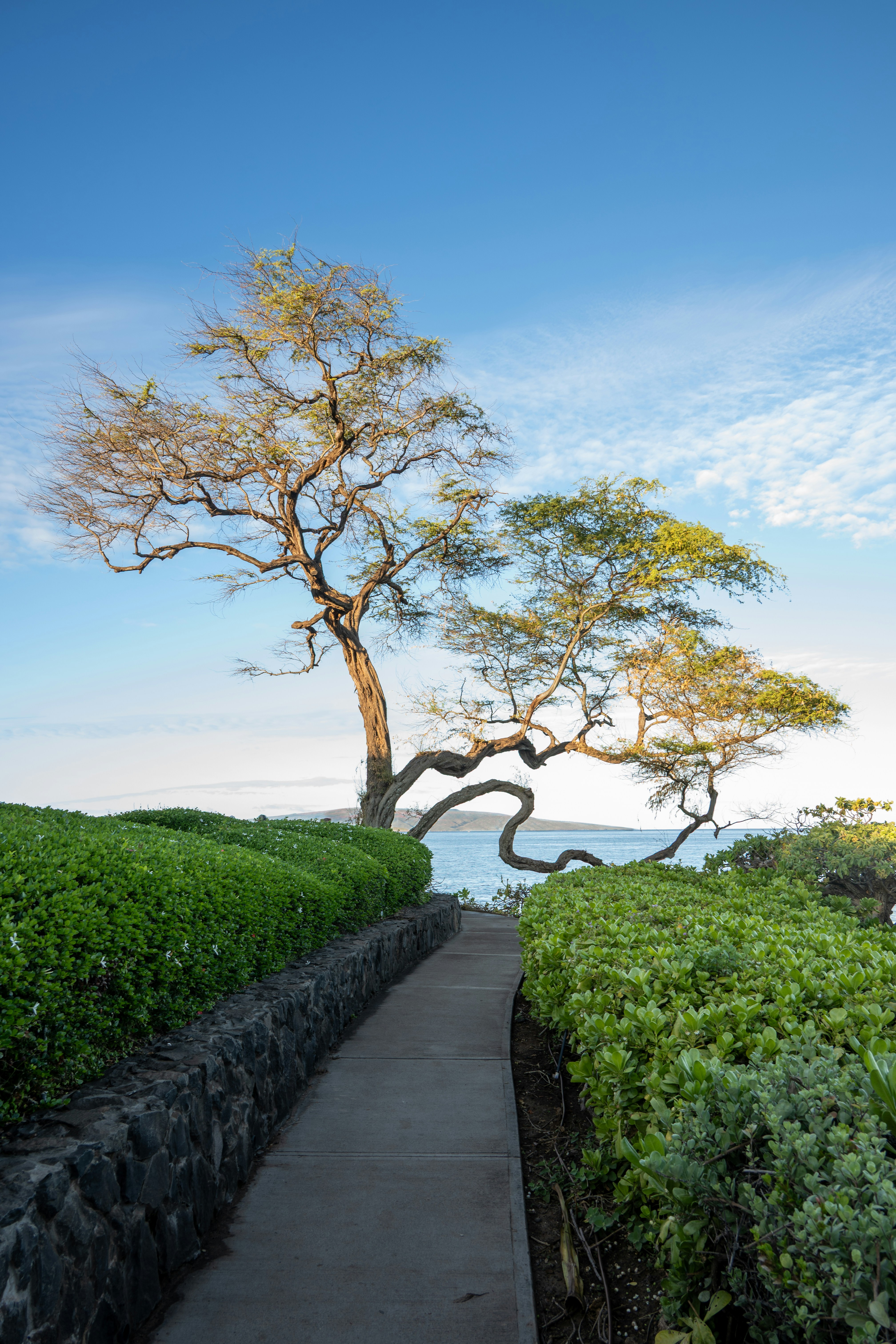 Coastal Pathway to a Wind-Sculpted Tree by the Sea