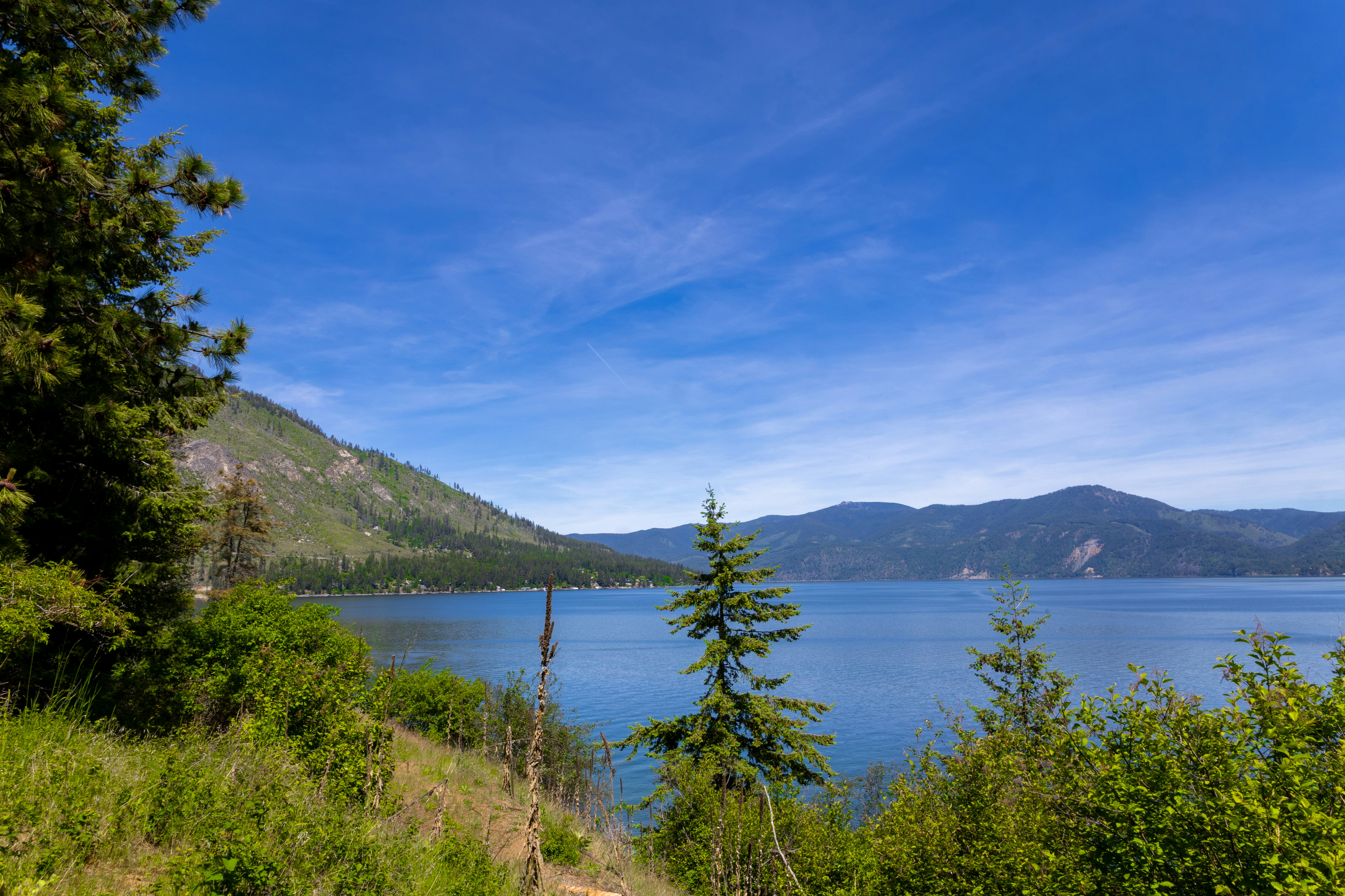 Serene Lake Vista Framed by Pine Bowery