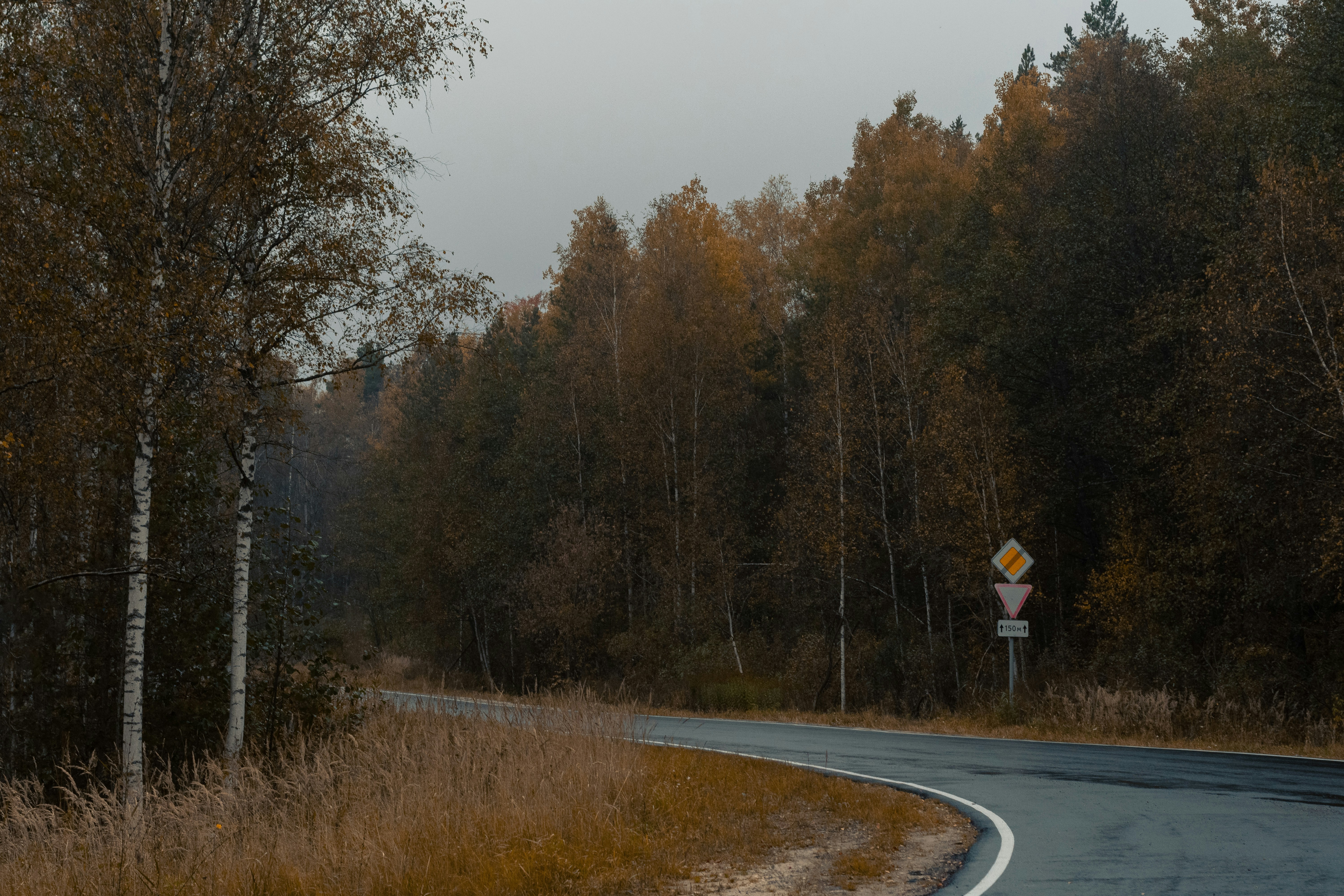 Autumn Curve: Quiet Road Bending Through a Birch Forest