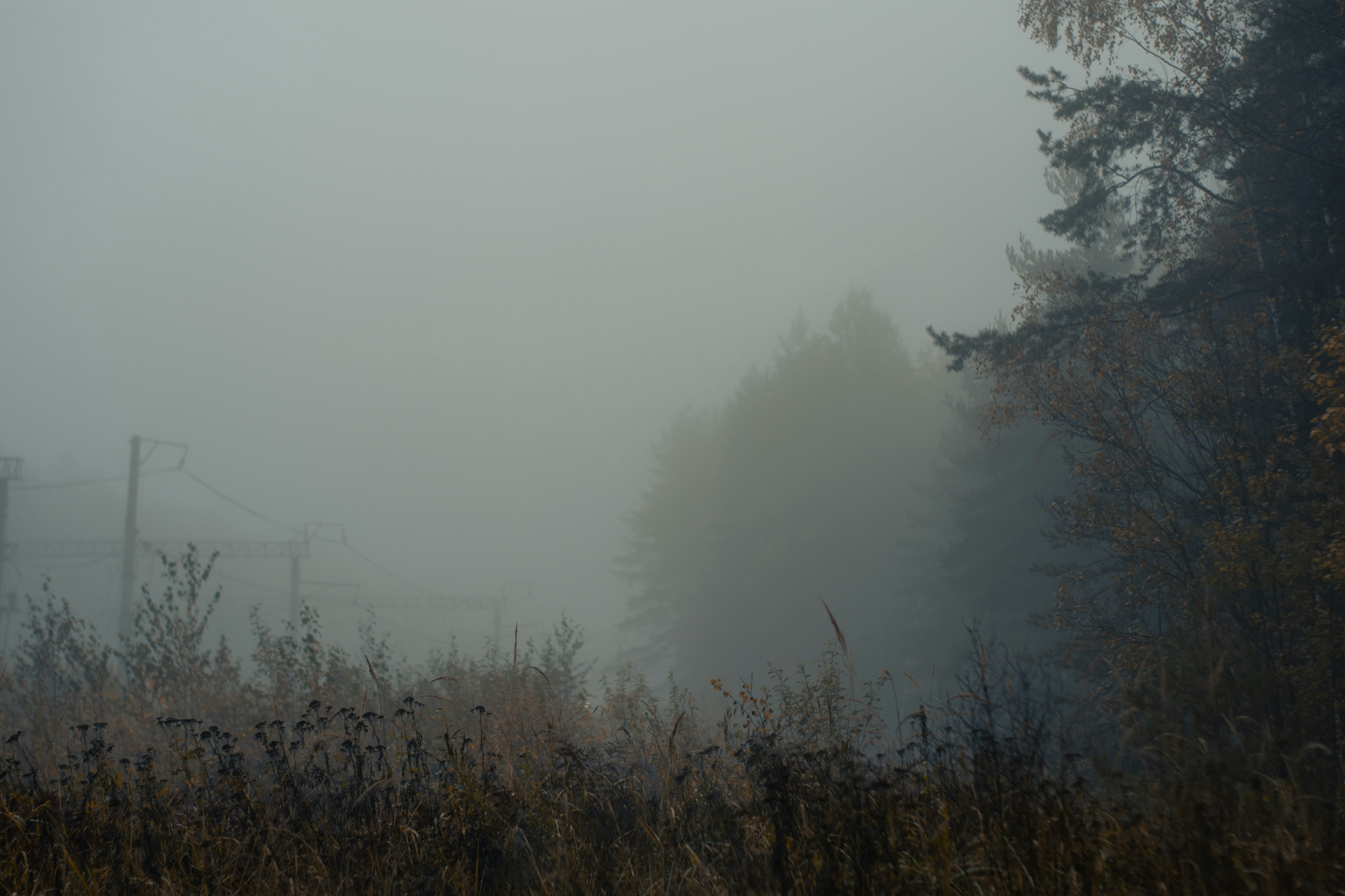 Fogbound Field: Subtle silhouettes in morning haze
