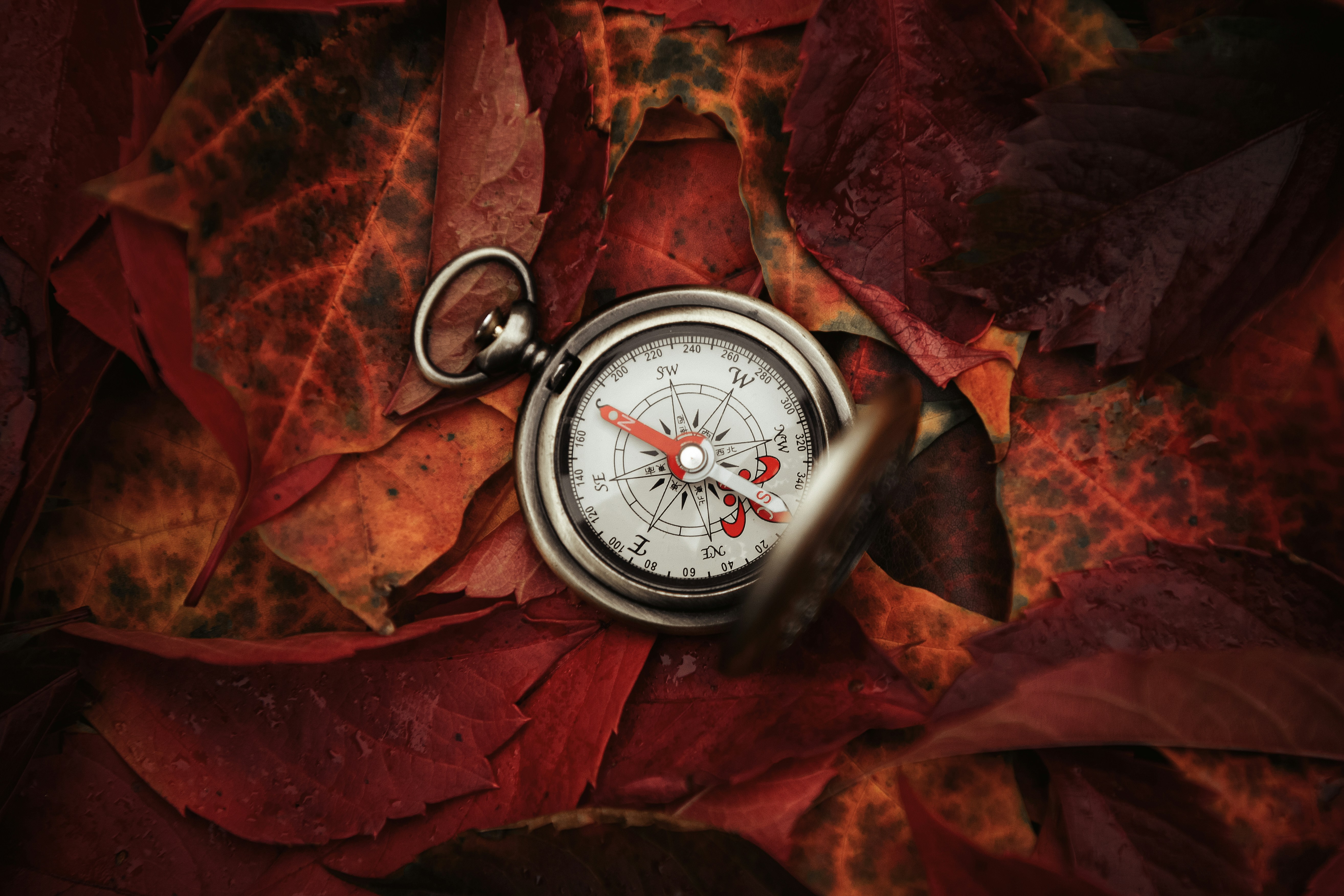 Compass among autumn leaves: a pocket guide to red-toned stillness