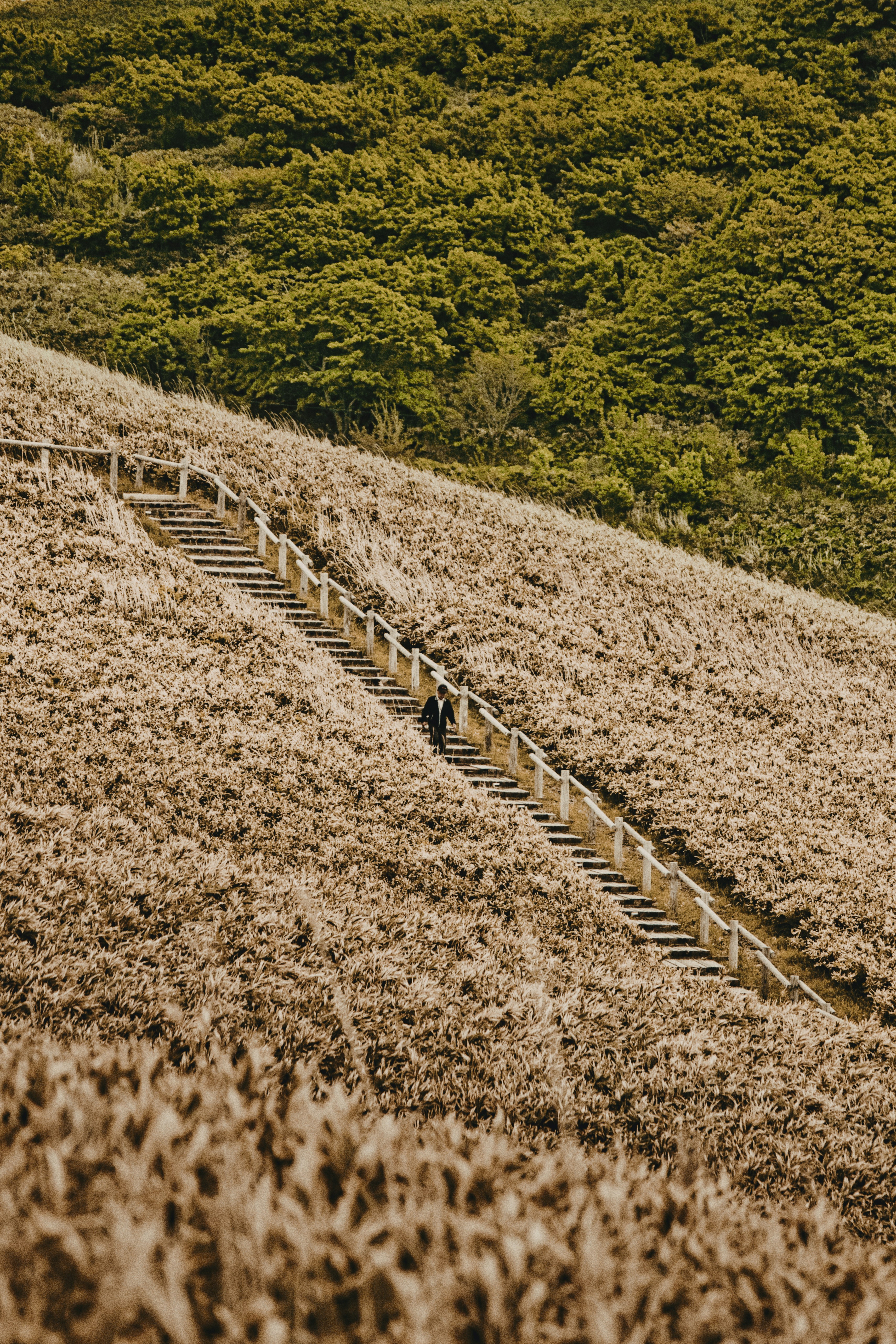 Steep hillside Ascent: A lone climber on a diagonal wooden stairway winding through tall brown grasses