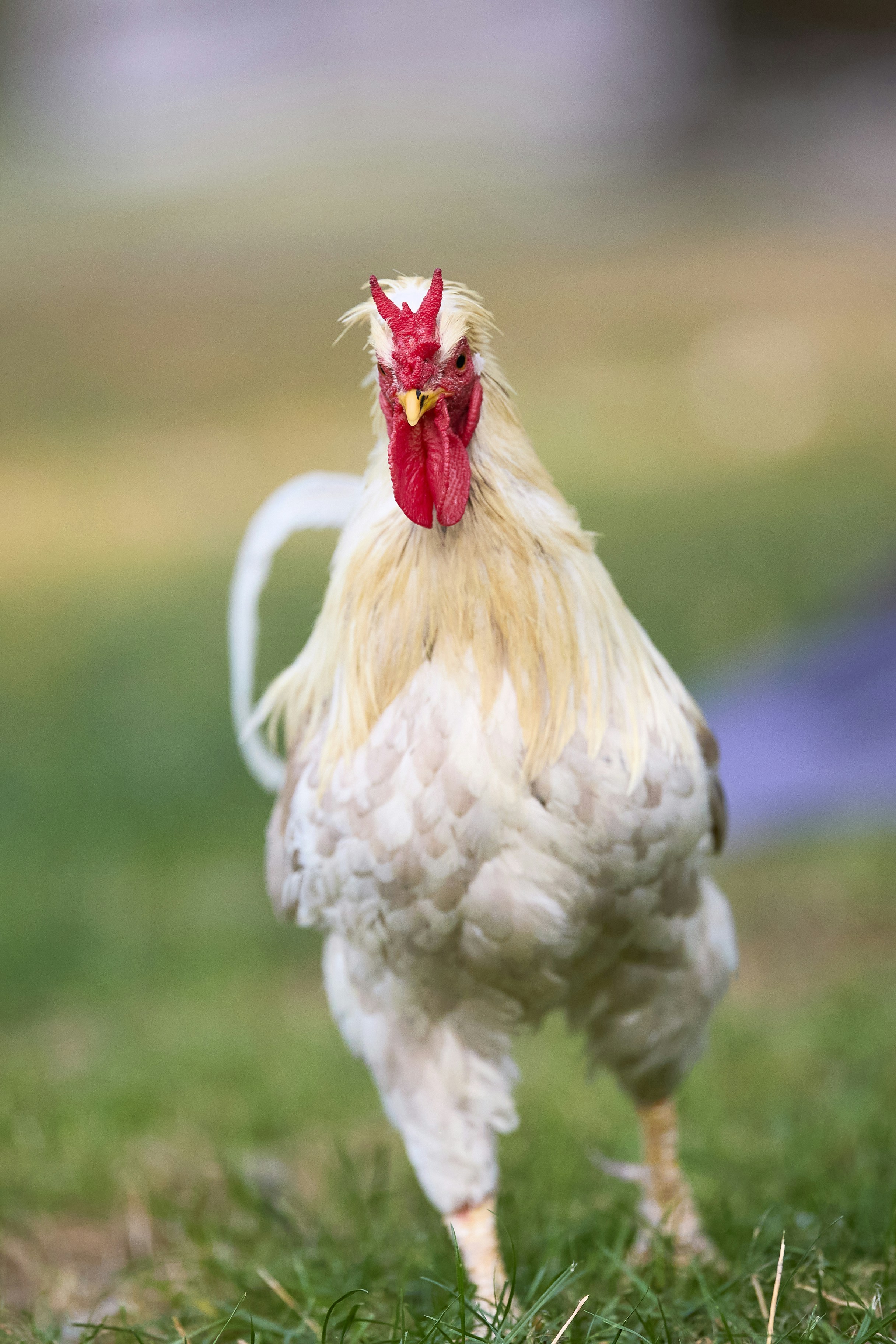 Dominant Rooster Portrait: Golden Crest in Focus