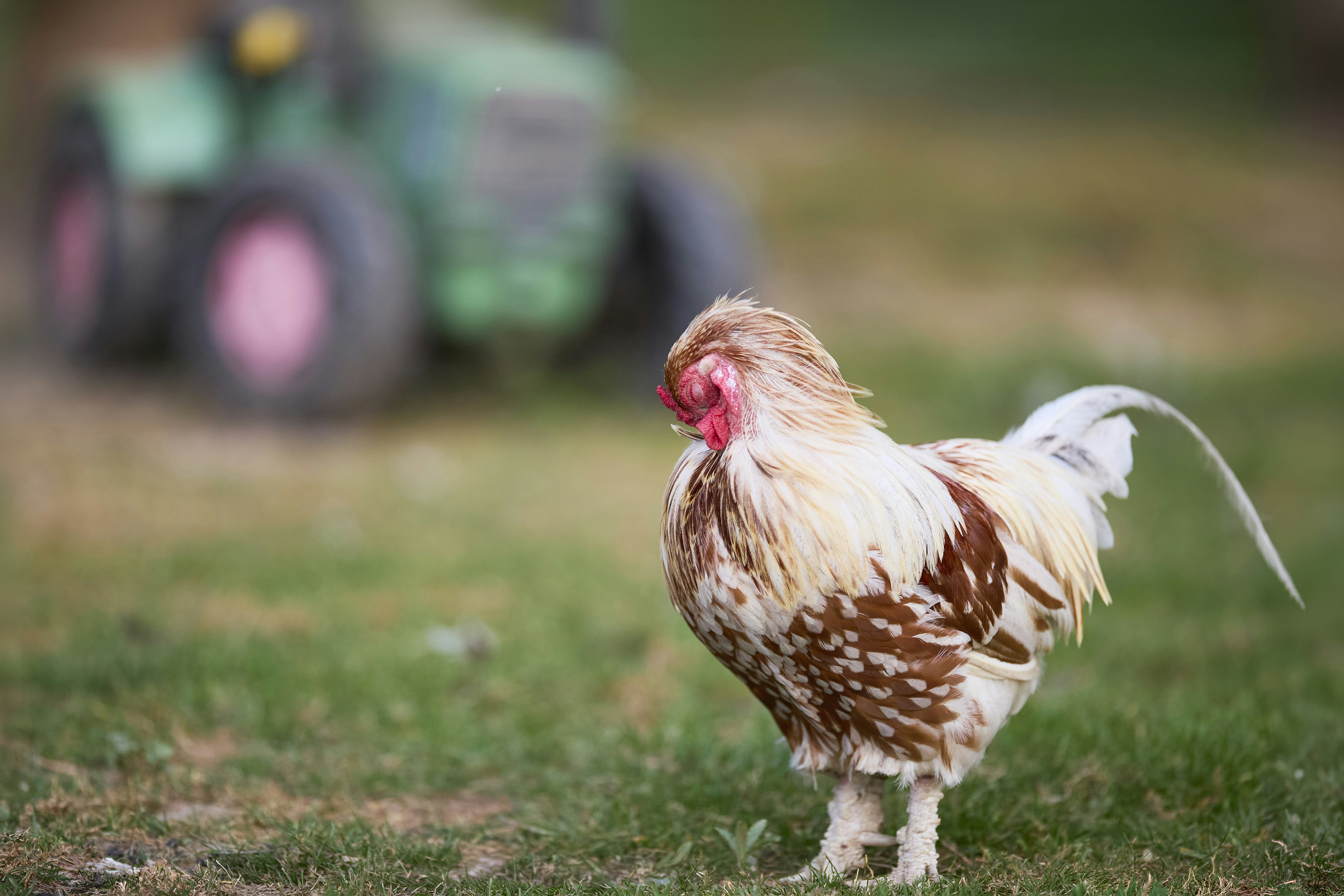 A brown and white mottled rooster standing on lush green grass with a blurred tractor in the background of a sunny farm field.