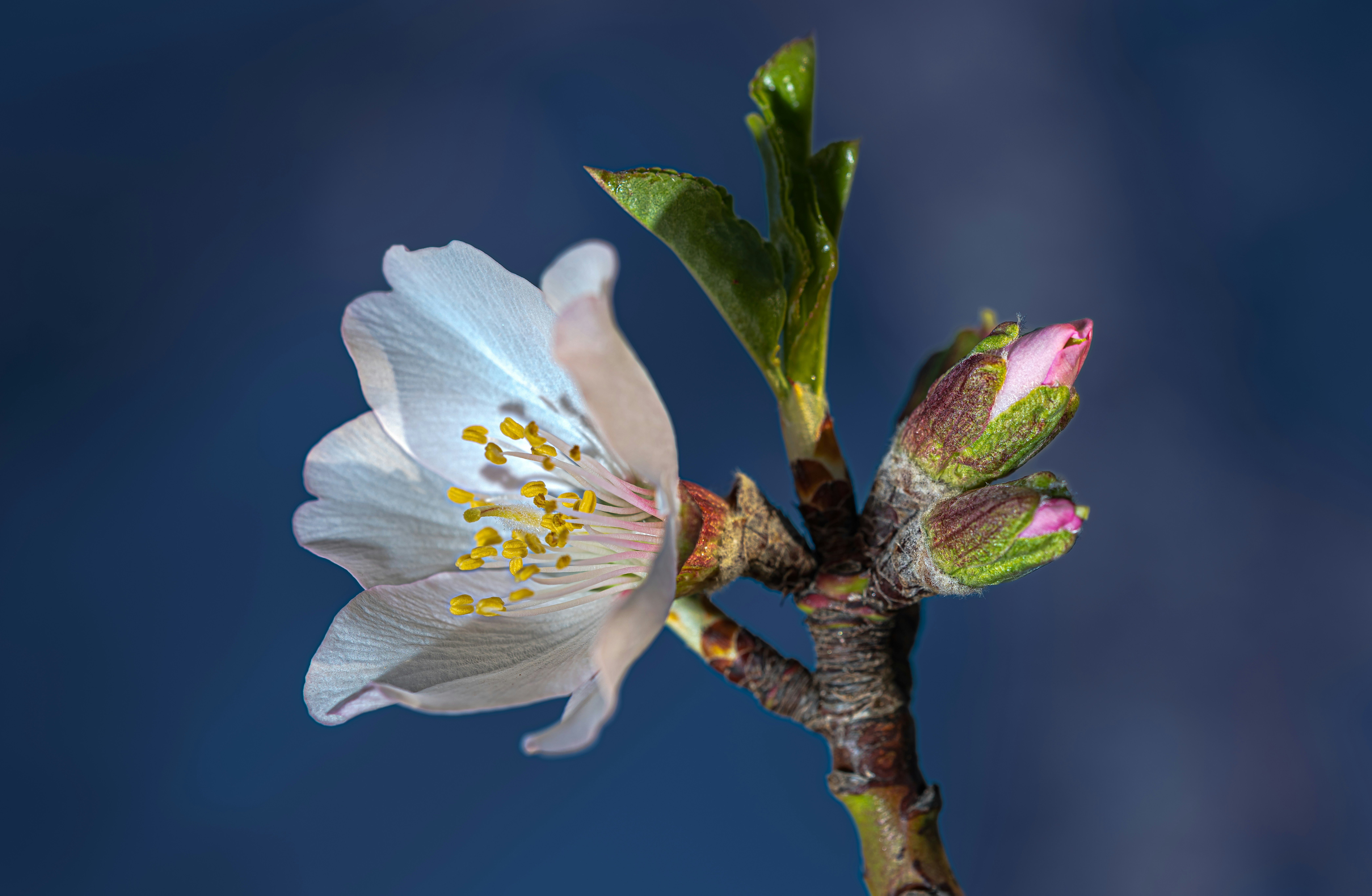 Delicately lit blossom with pale petals and yellow stamens against a cool blue background, highlighting the bud and textured branch. This is a close-up of a flowering branch.