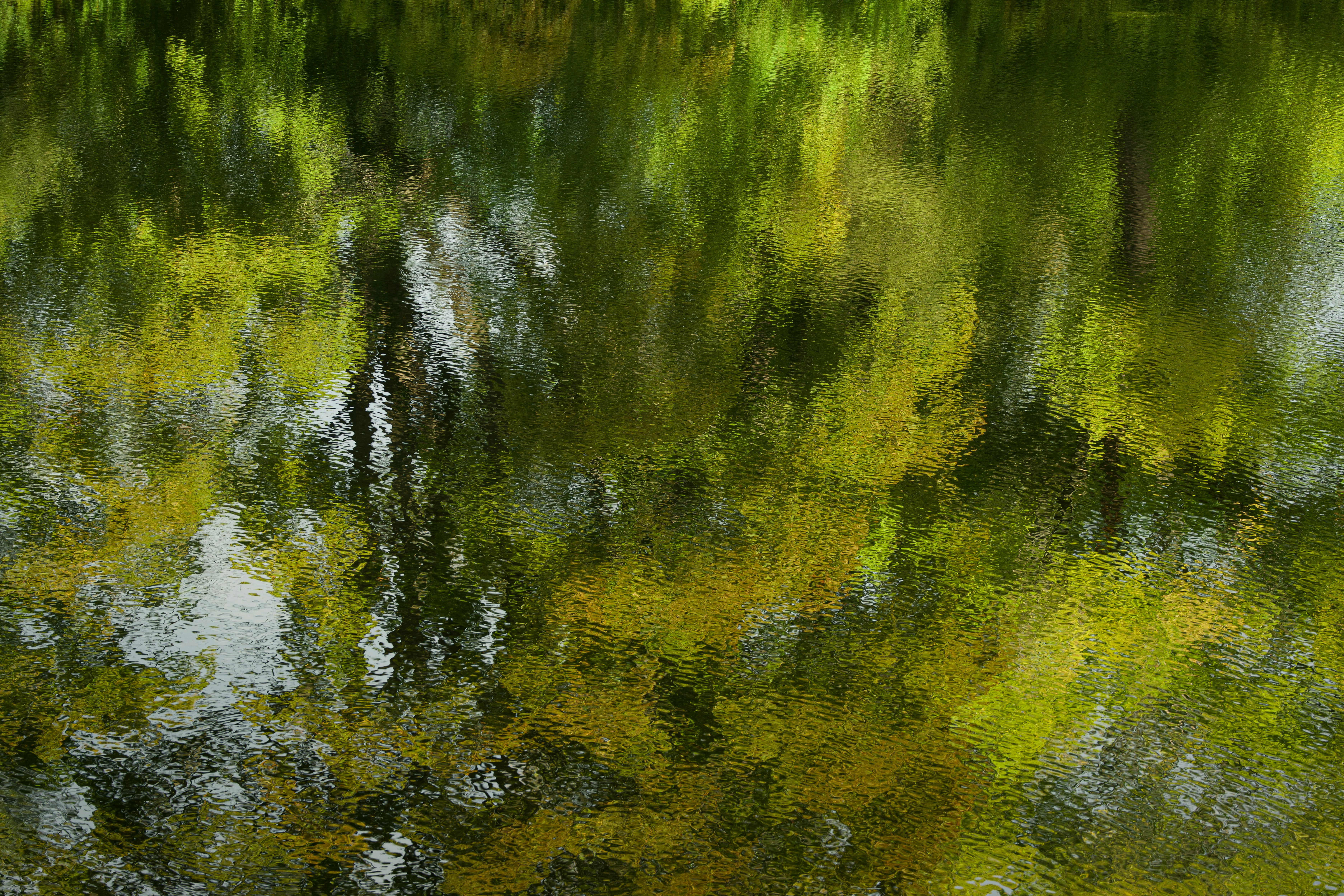Whispers of Autumn in a River Mirror