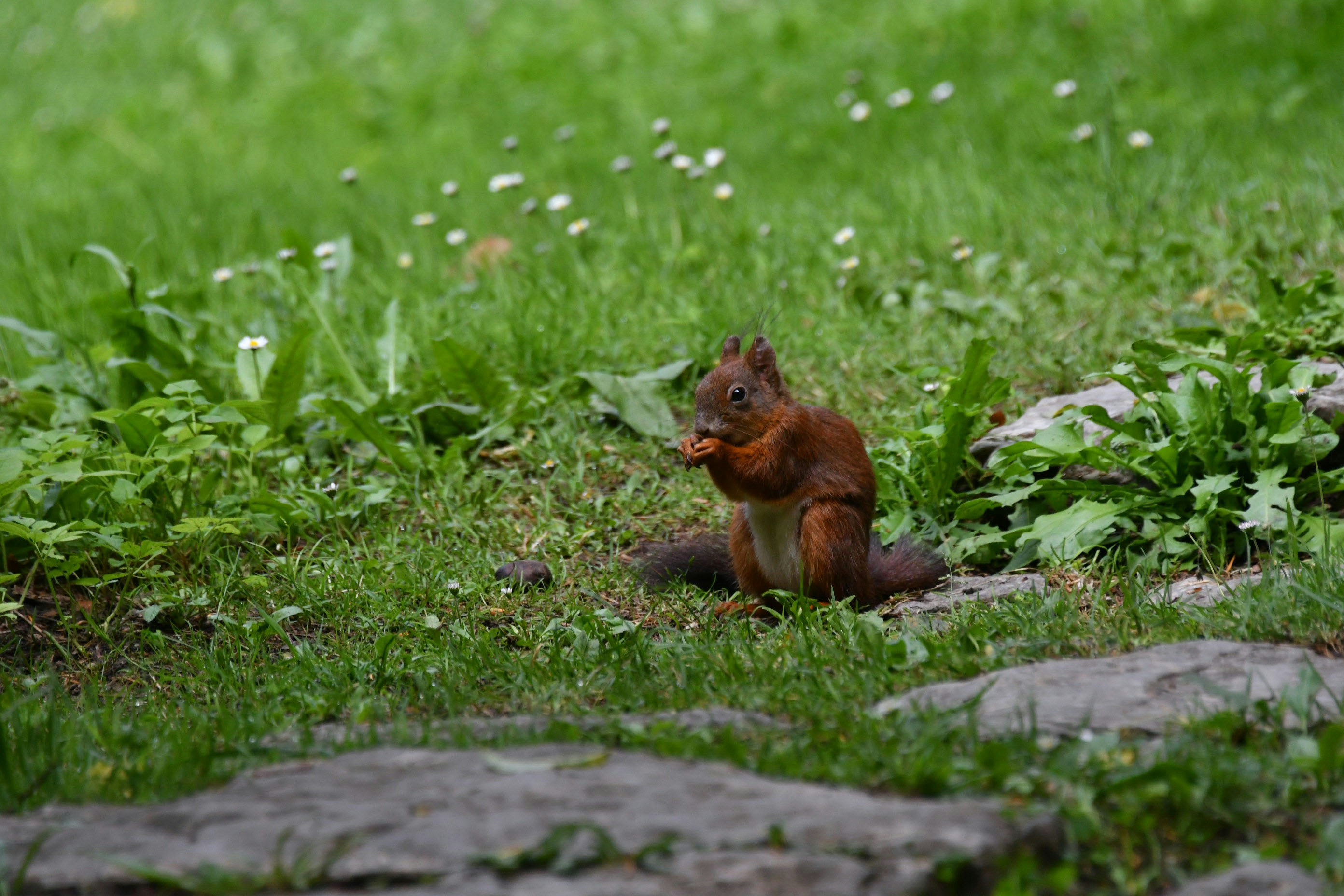 Squirrel on a grassy ledge: a quiet moment among stones and clover