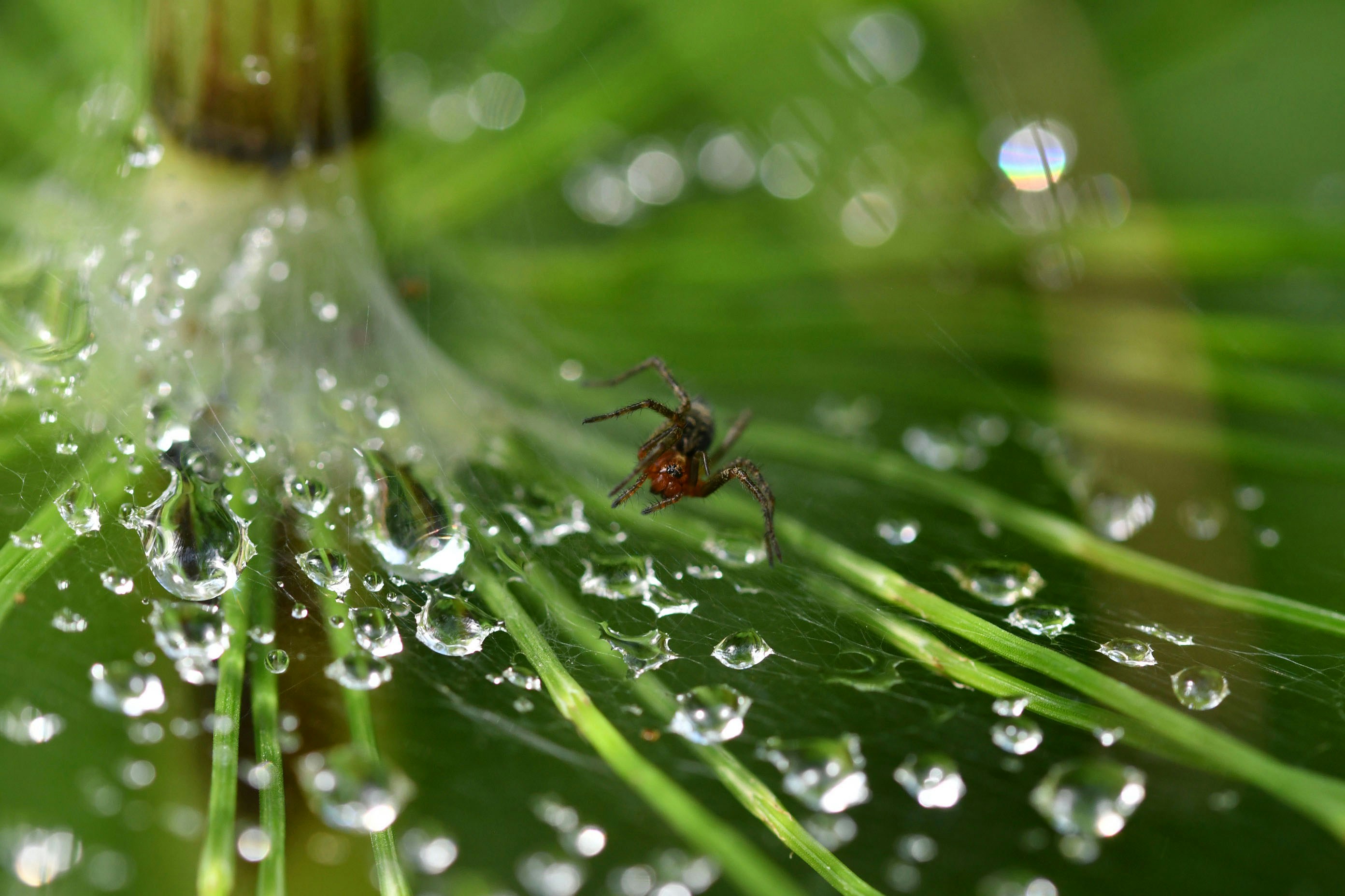Drop-Covered Spider in a Glistening Leaf Playground