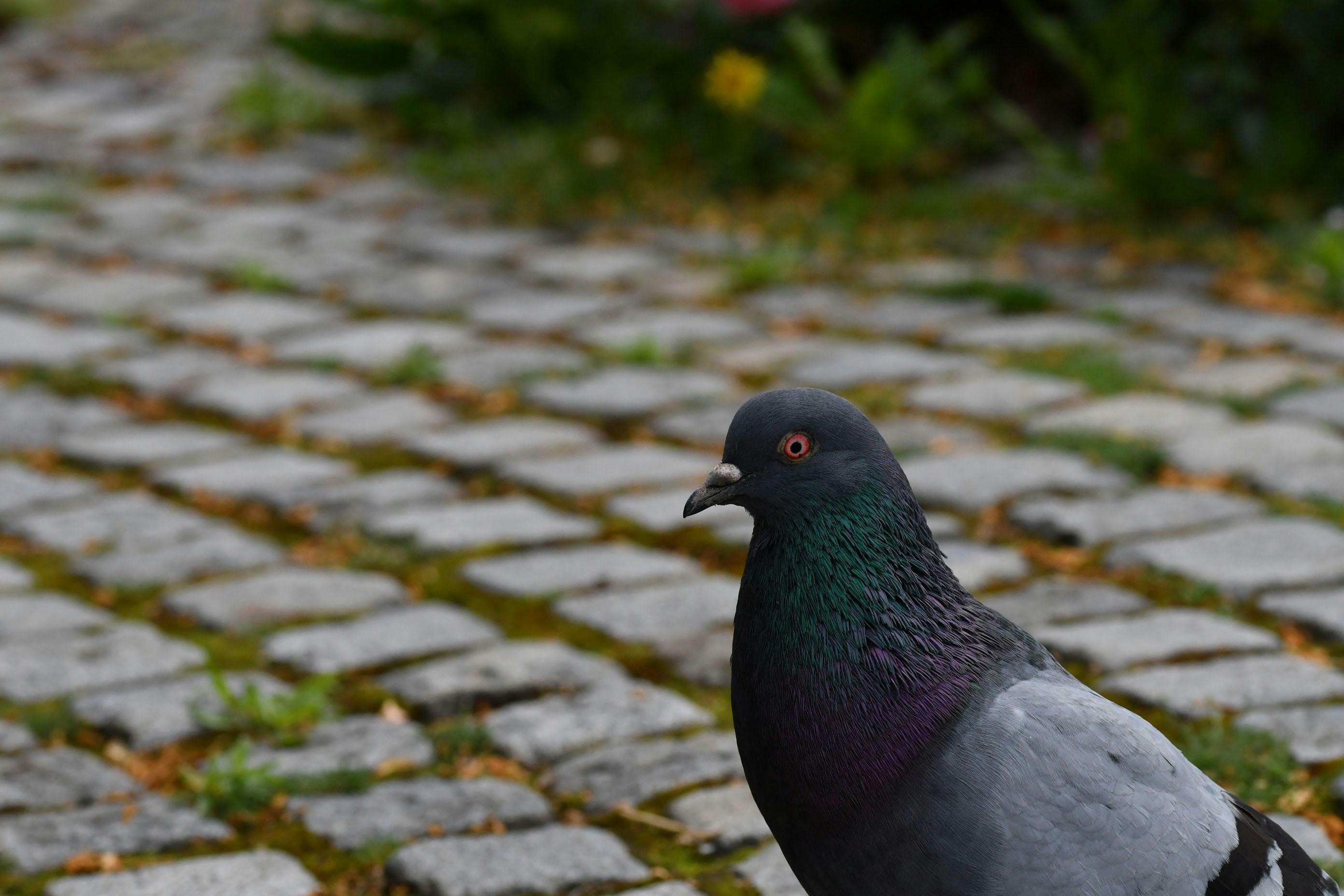 Dappled Pigeon Beside a Pebble Mosaic