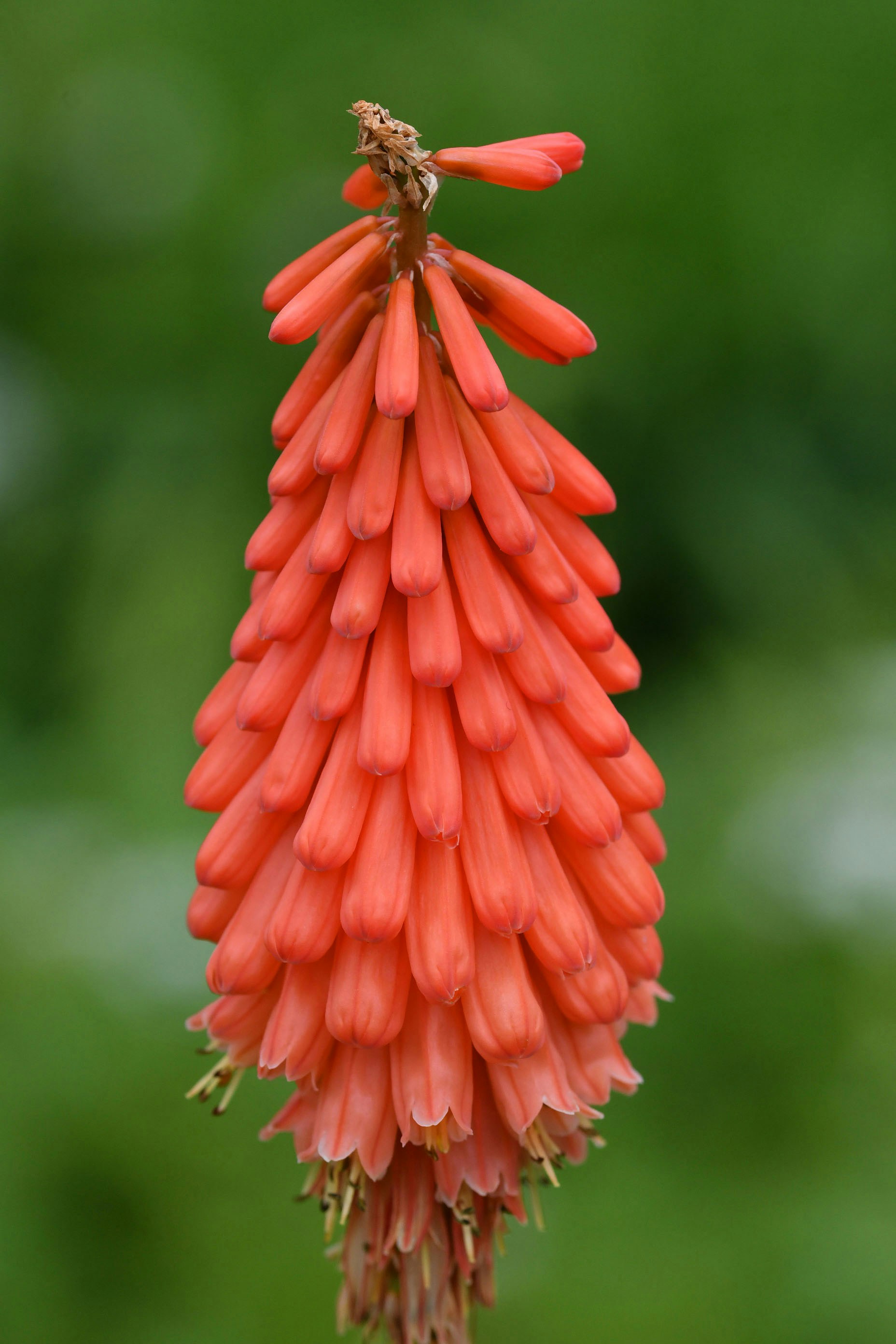 Red inflorescence: a vertical cascade of coral blooms