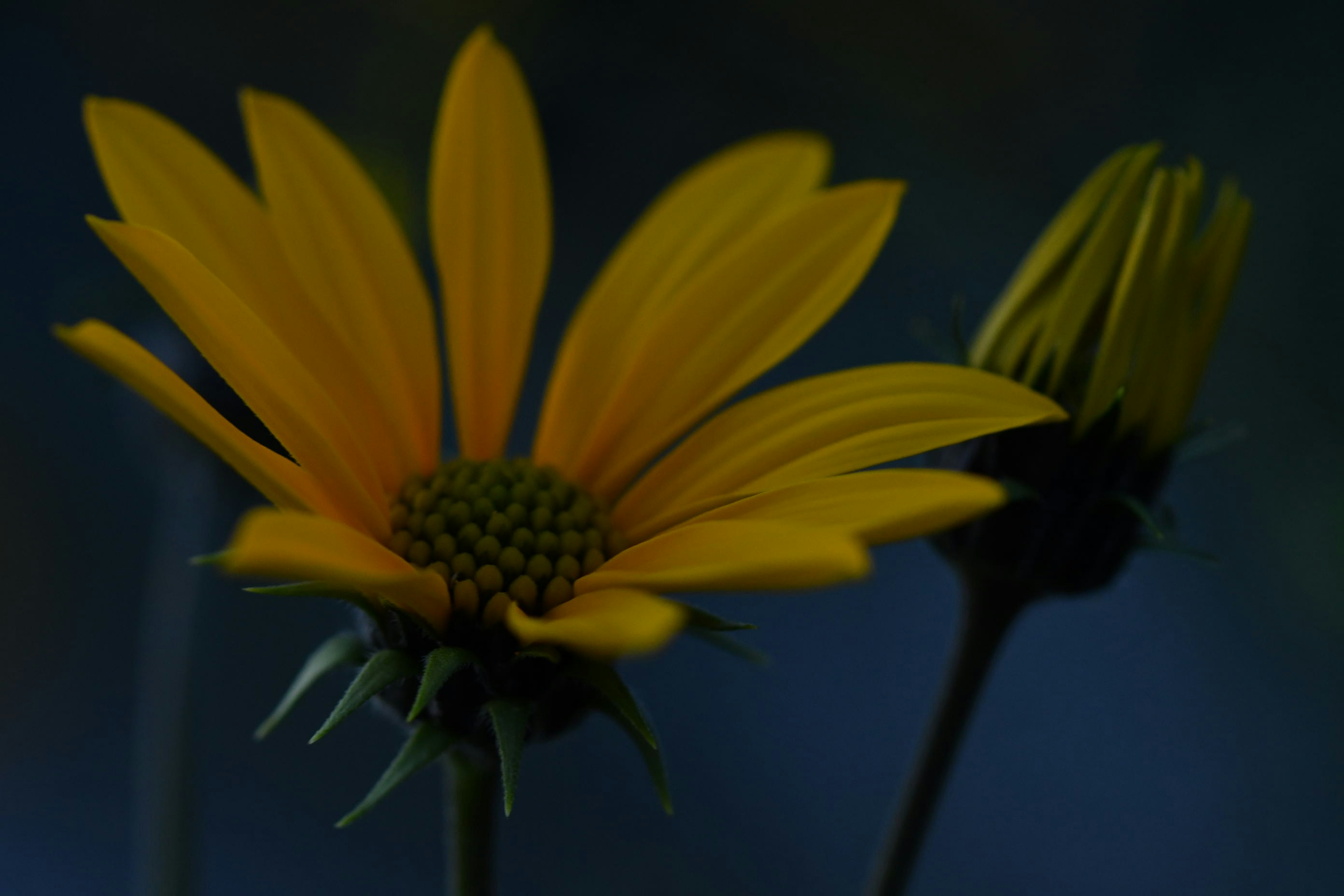 Golden Daisy Against a Velvet Blue